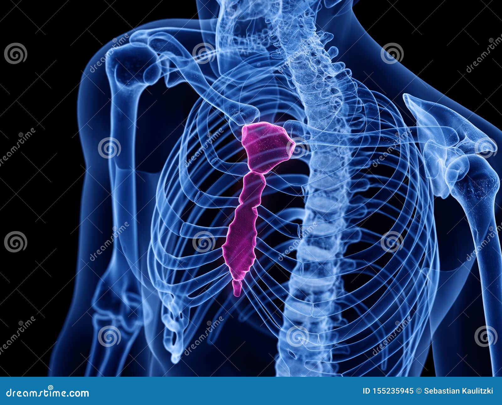 The breast bone stock illustration. Illustration of human - 155235945