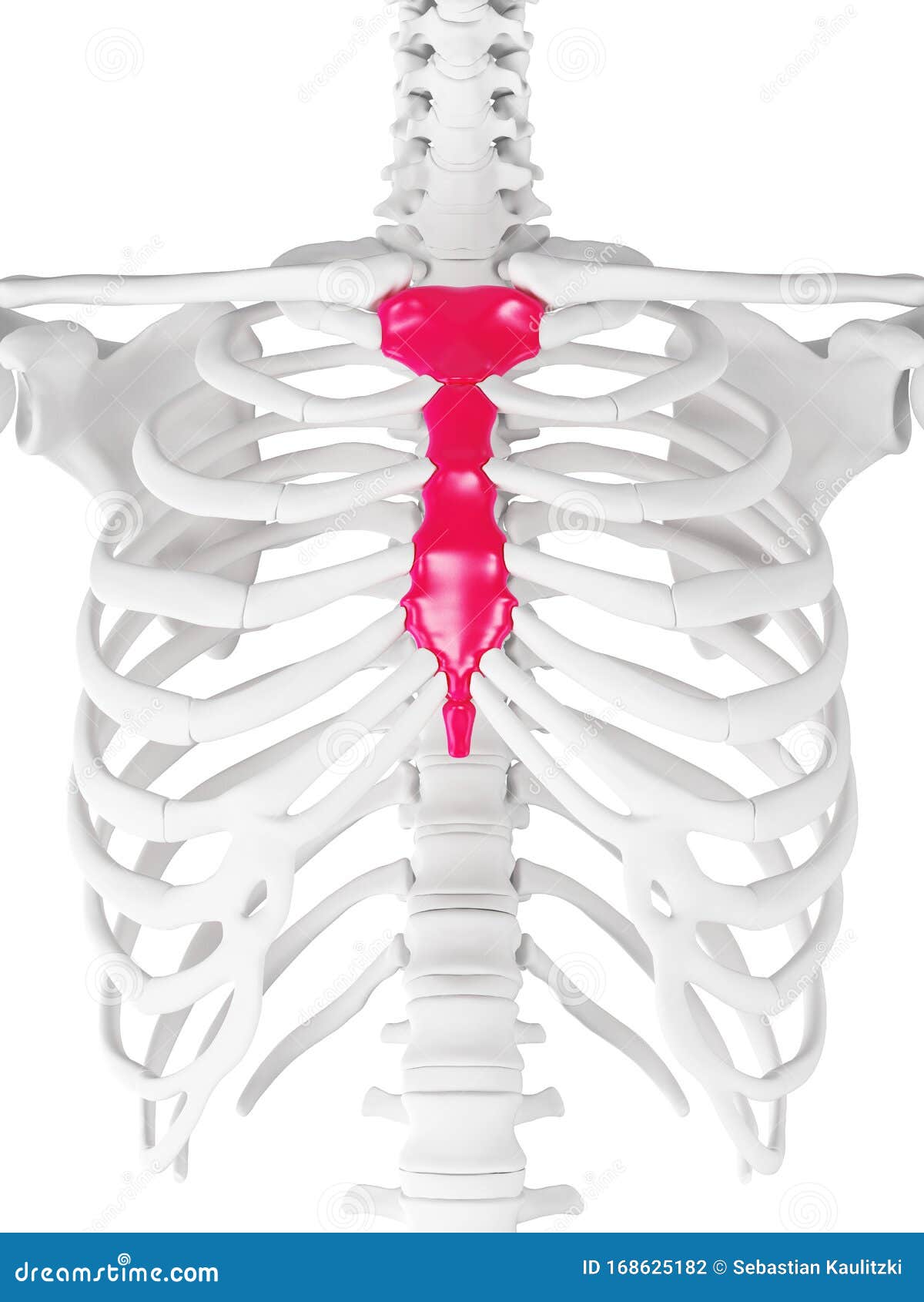 The breast bone stock illustration. Illustration of biology - 168625182