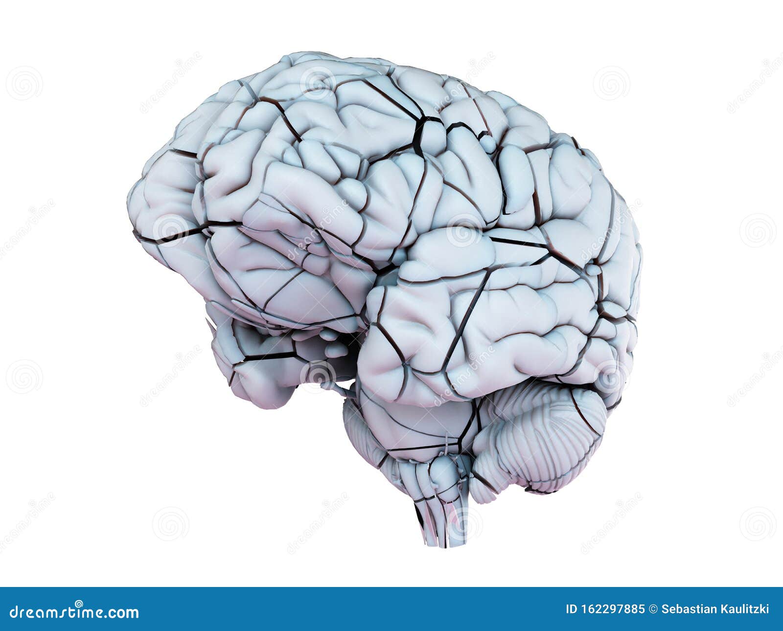 A Broken Human Brain Royalty-Free Illustration | CartoonDealer.com ...