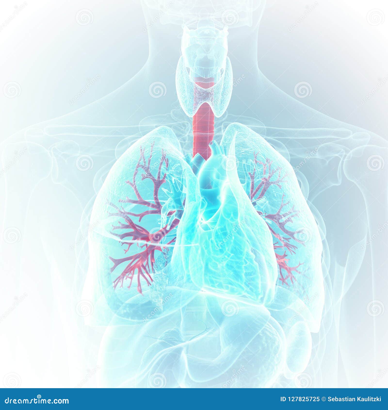 The bronchi stock illustration. Illustration of anatomy - 127825725