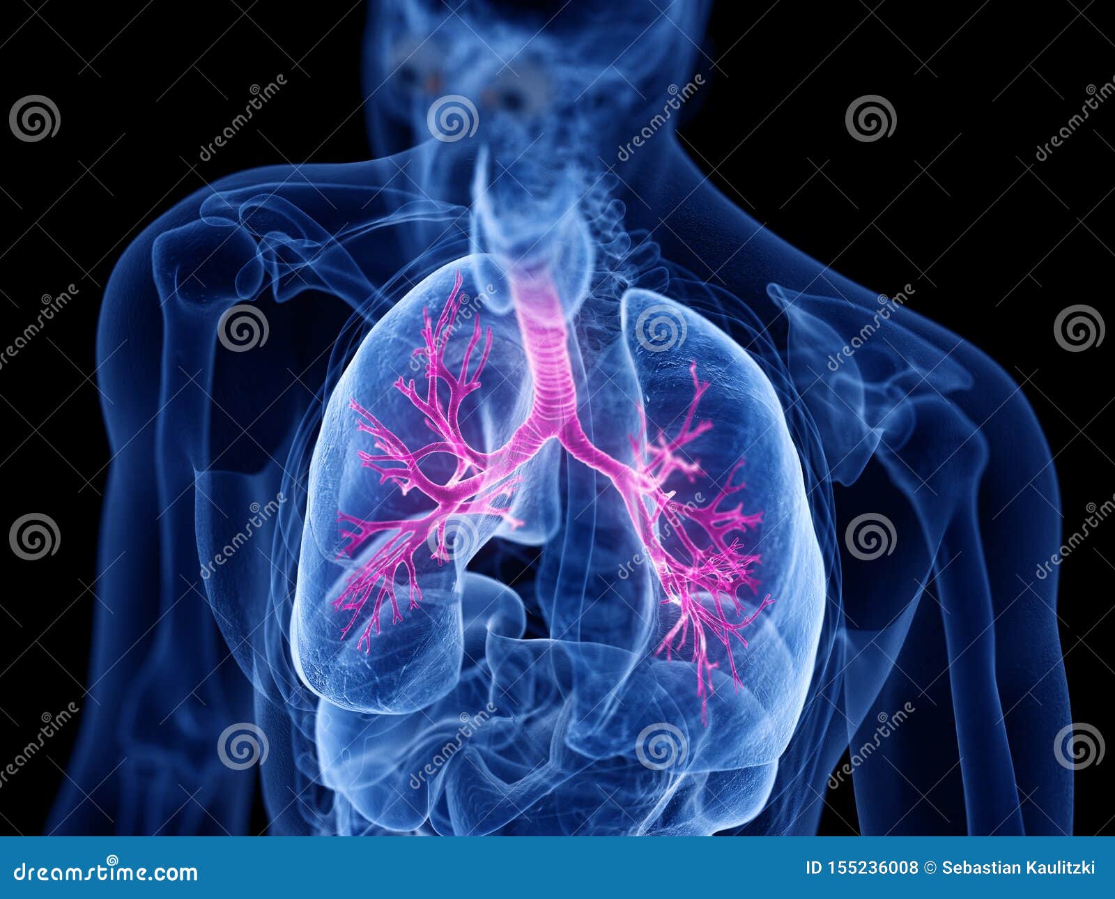 The bronchi stock illustration. Illustration of male - 155236008