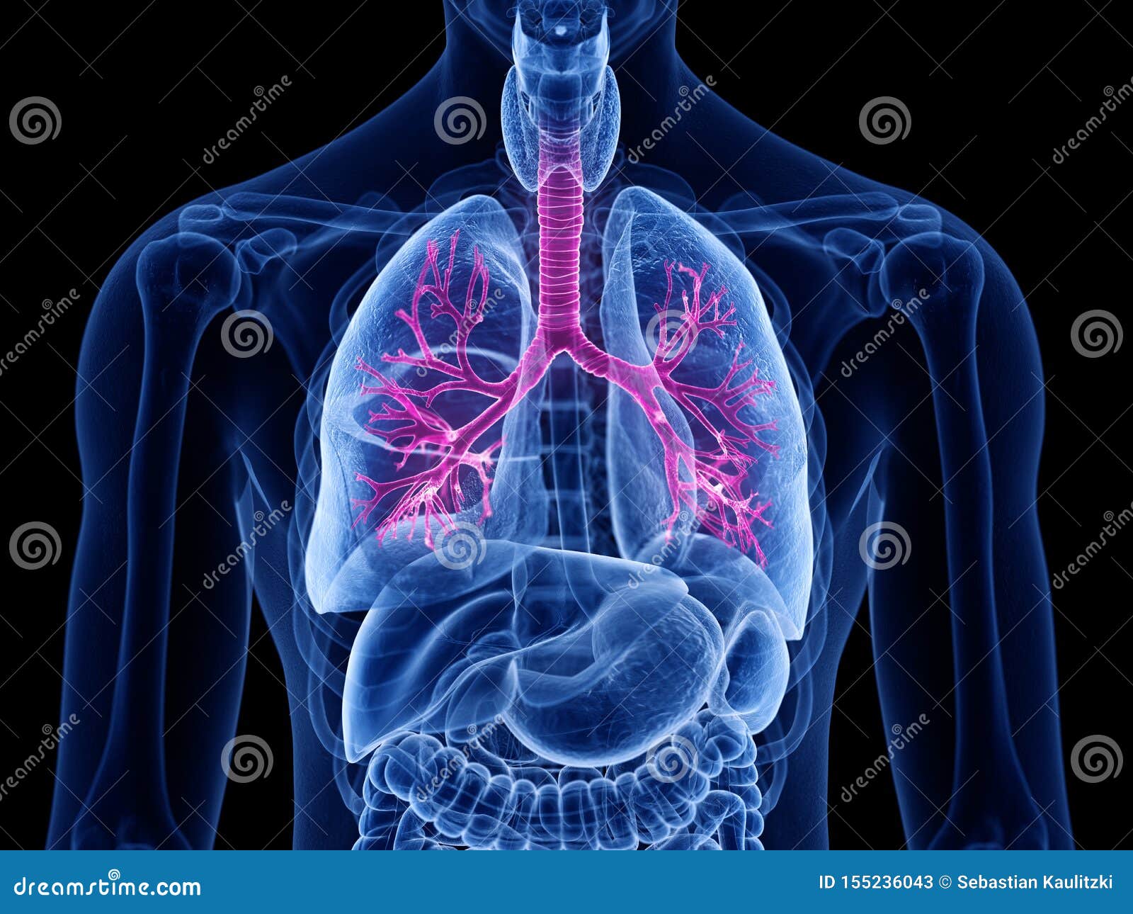The bronchi stock illustration. Illustration of medically - 155236043