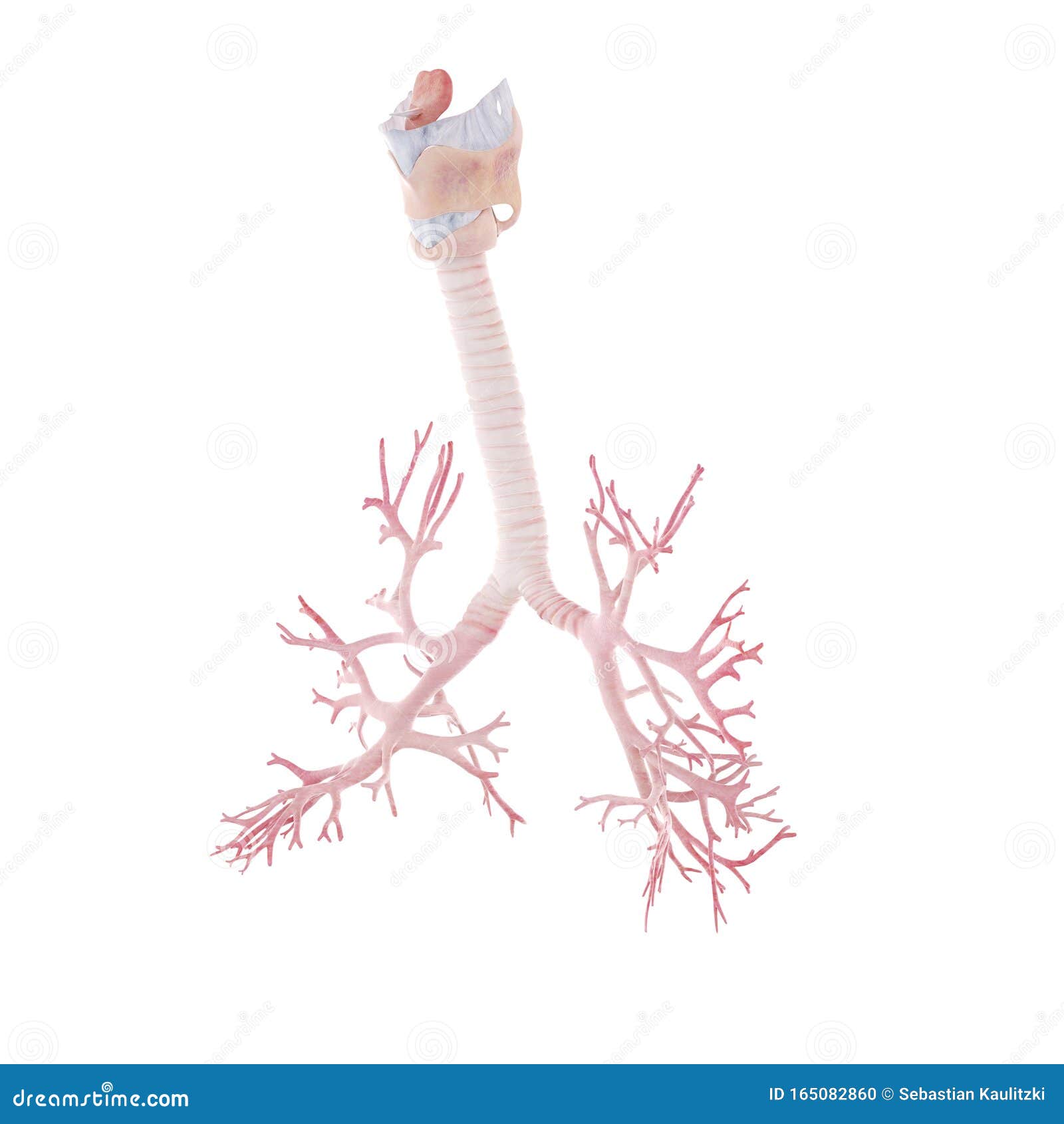 The Bronchi Royalty-Free Illustration | CartoonDealer.com #165082860