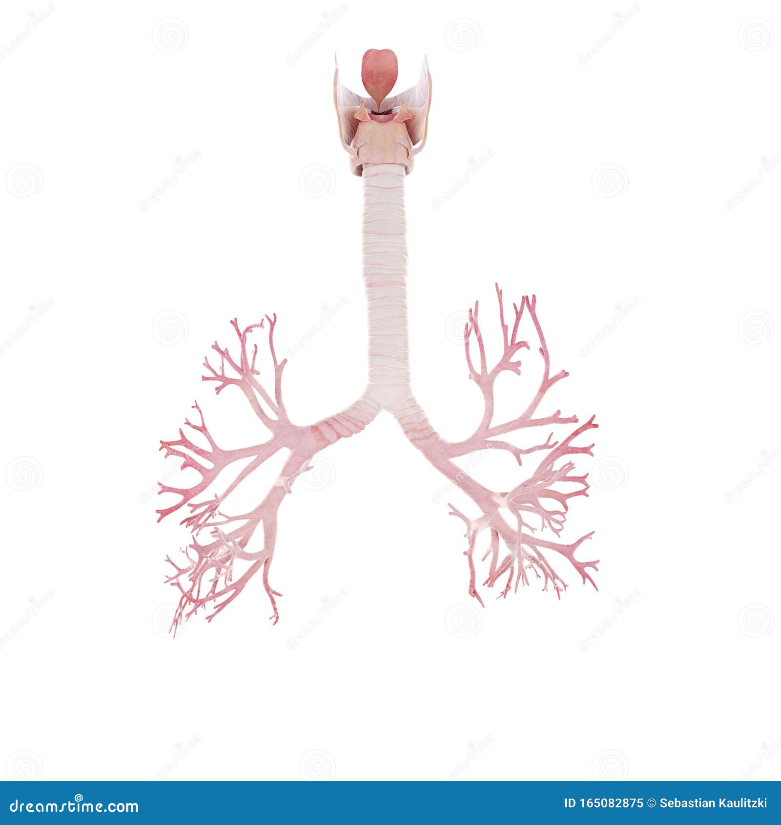 The bronchi stock illustration. Illustration of artwork - 165082875