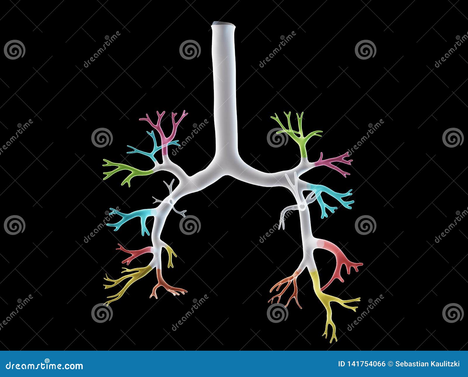 The bronchi segments stock illustration. Illustration of cavity - 141754066