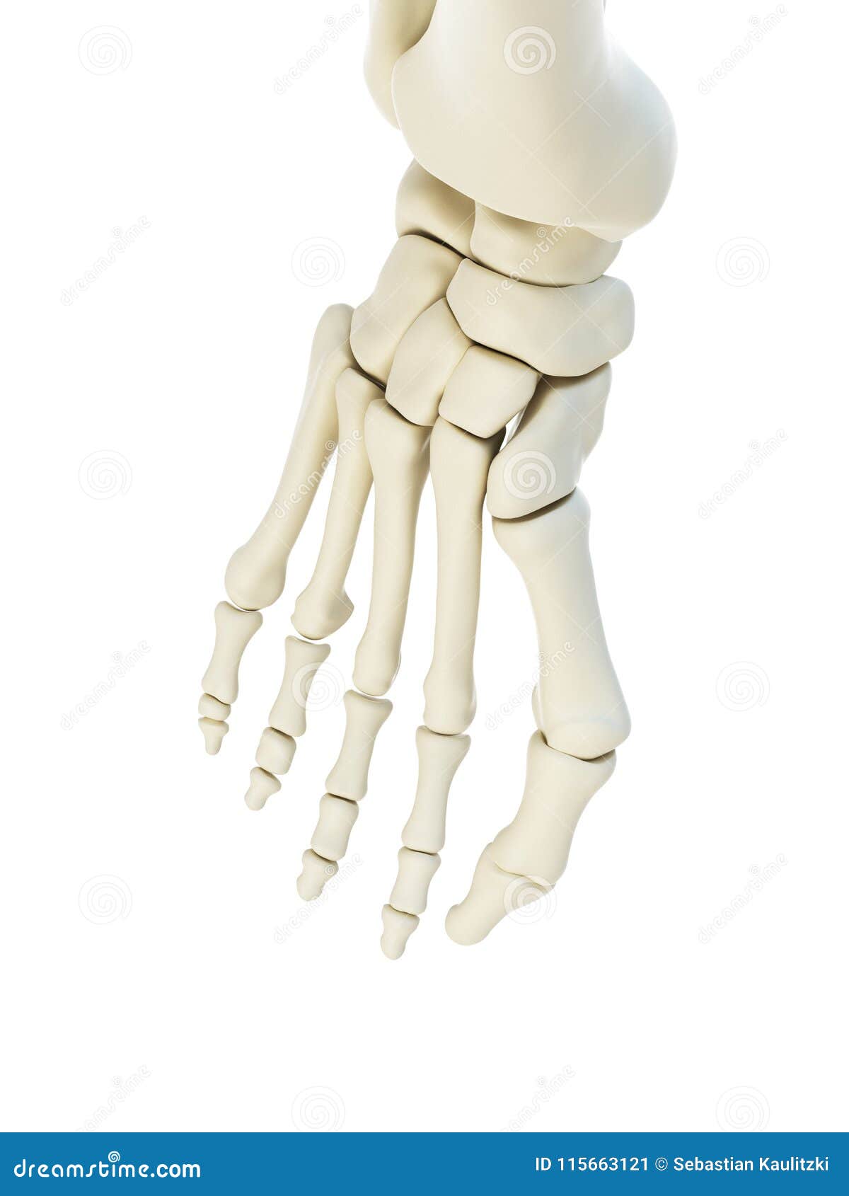 A bunion stock illustration. Illustration of displaced - 115663121