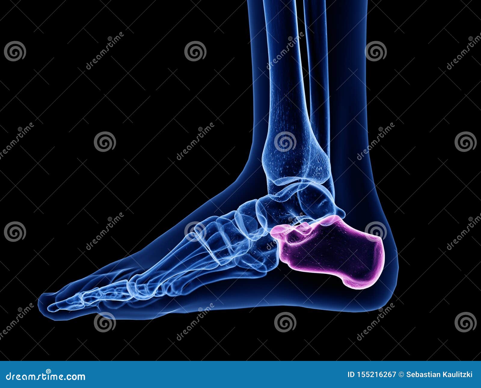 The calcaneus bone stock illustration. Illustration of side - 155216267