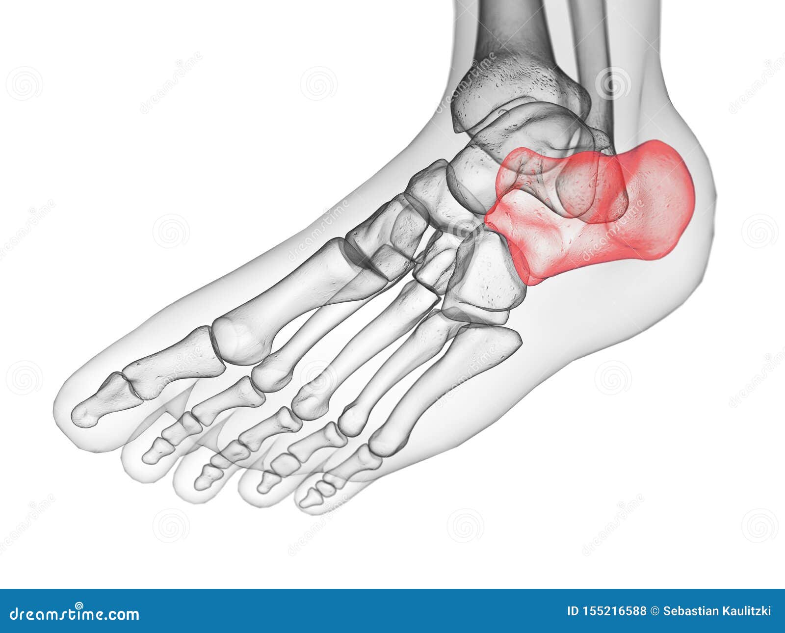The calcaneus bone stock illustration. Illustration of biology - 155216588