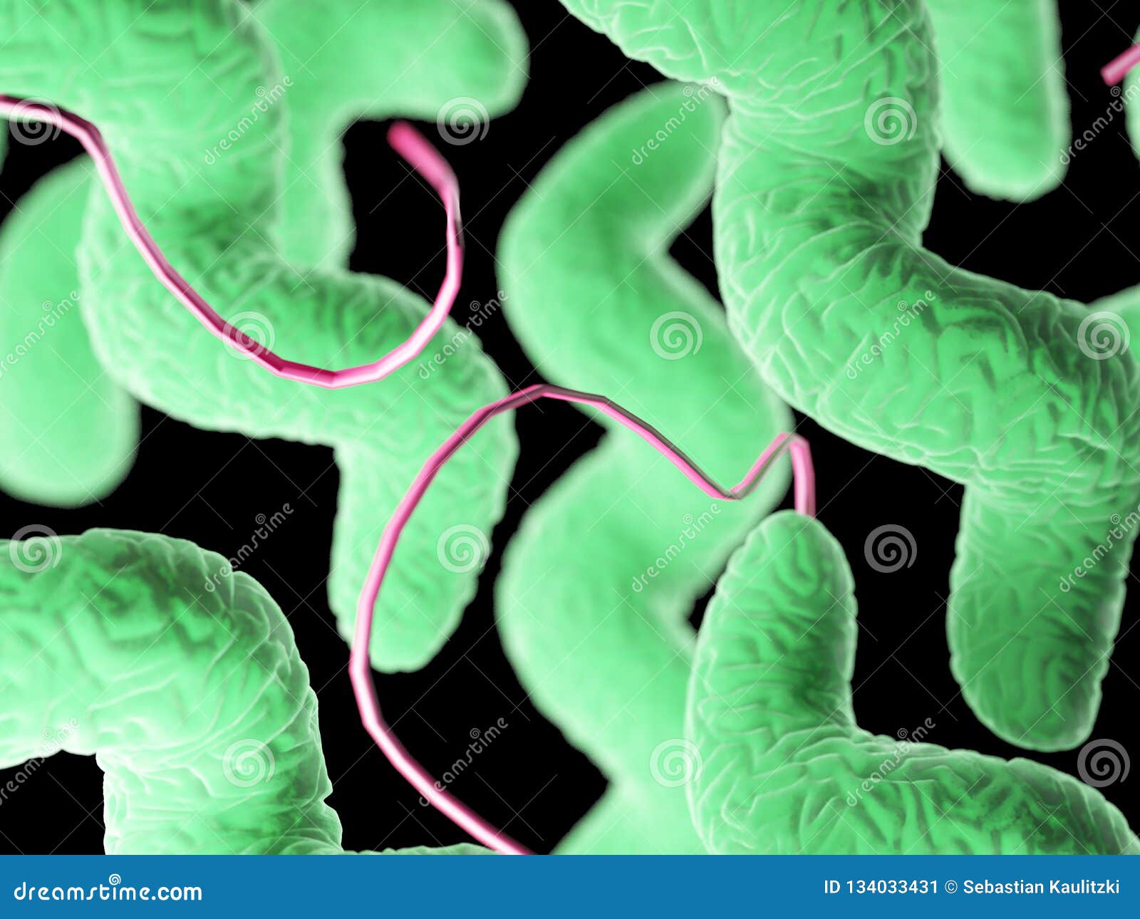 A campylobacter bacteria stock illustration. Illustration of ... A campylobacter bacteria stock illustration. Illustration of ...