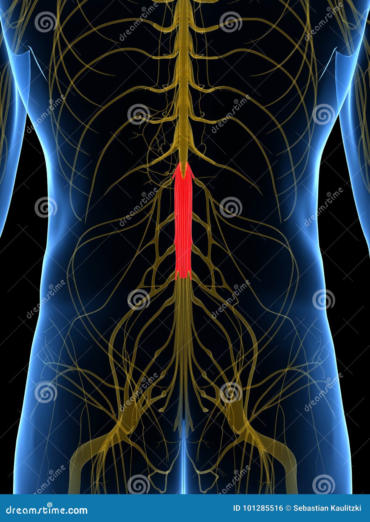 Cauda Equina Syndrome Line Icon. Isolated Vector Element ...