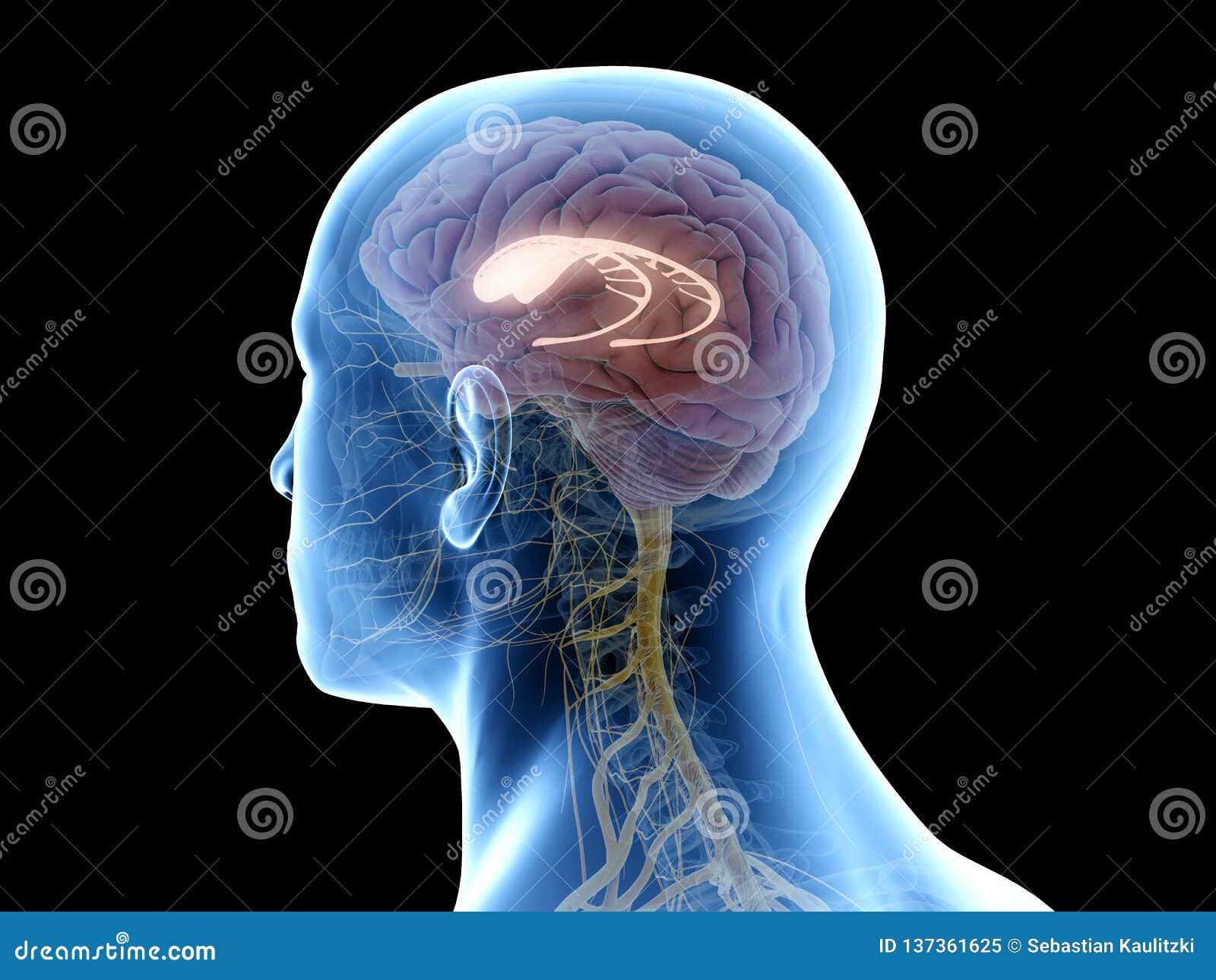 The caudate nucleus stock illustration. Illustration of biology - 137361625