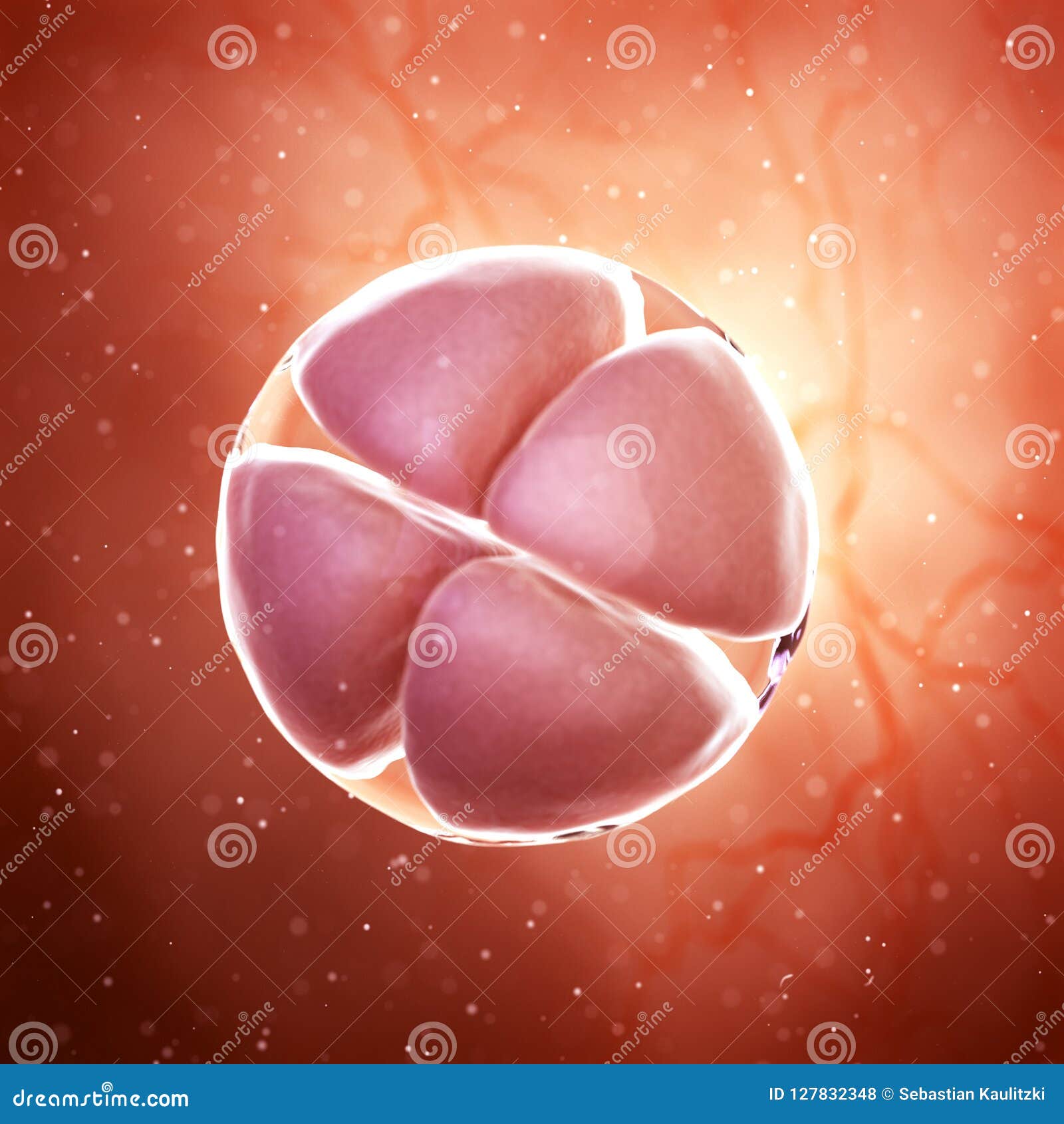 Two-cell Embryo, Mitosis Under Microscope 3D Illustration Cells ...