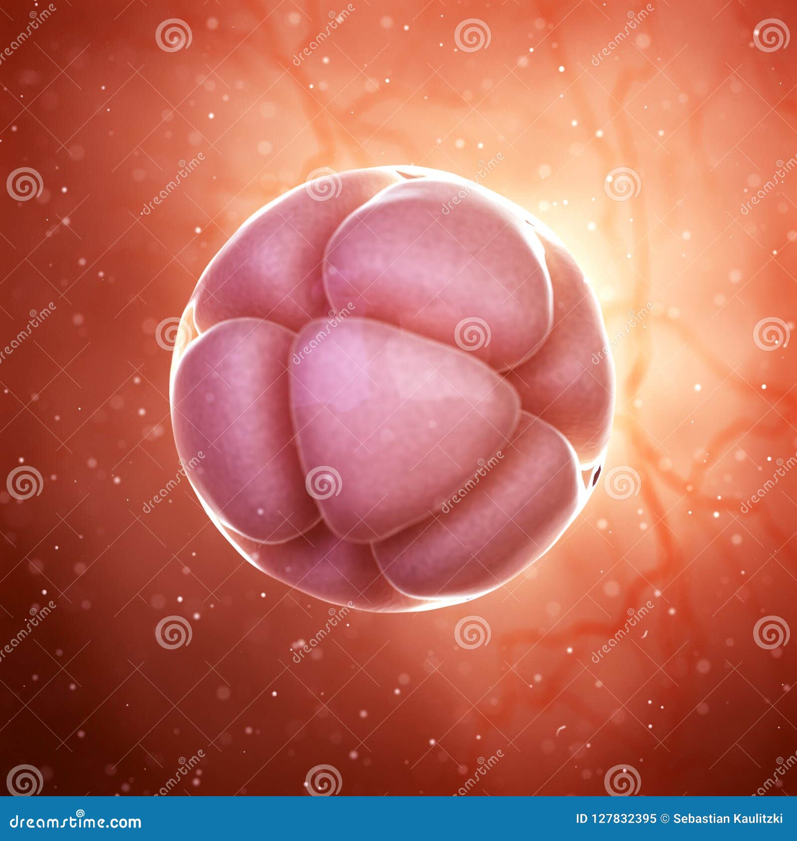 A Fetus Is A Stage In The Prenatal Development Stock Photography ...