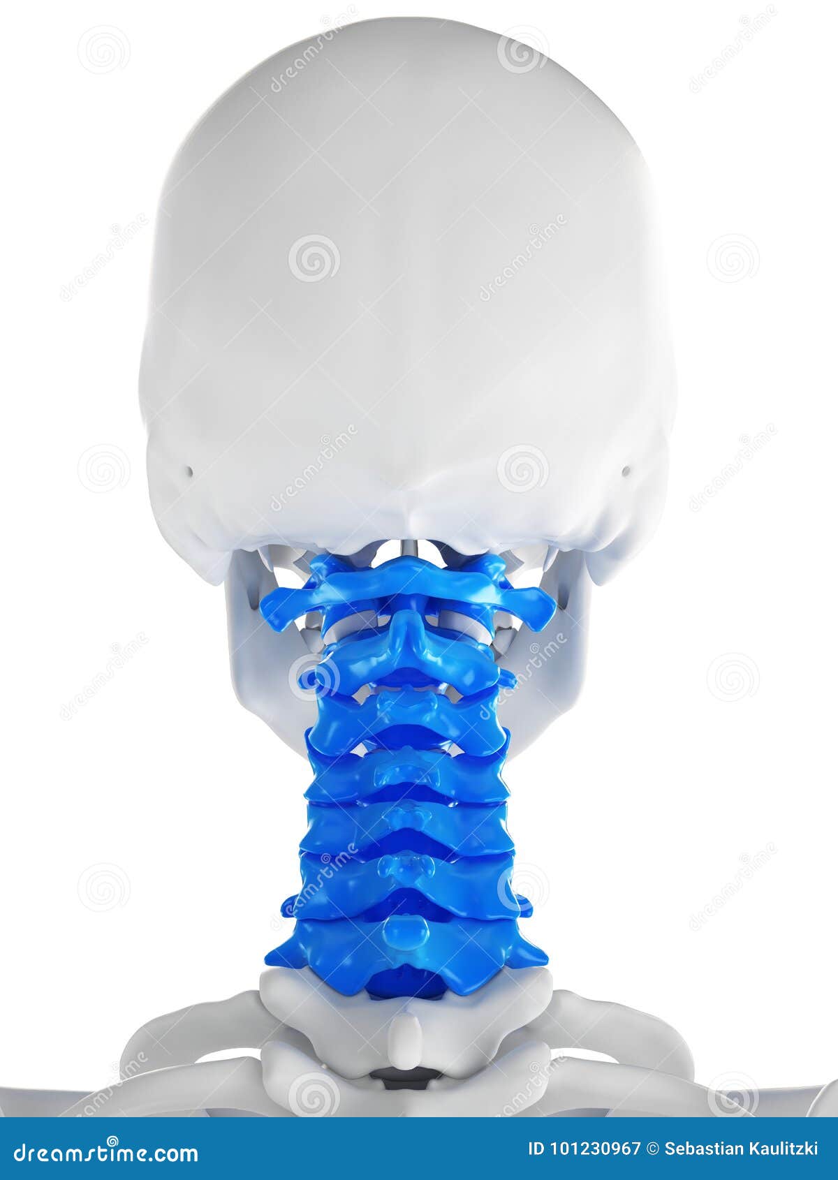 The cervical spine stock illustration. Illustration of anatomy - 101230967
