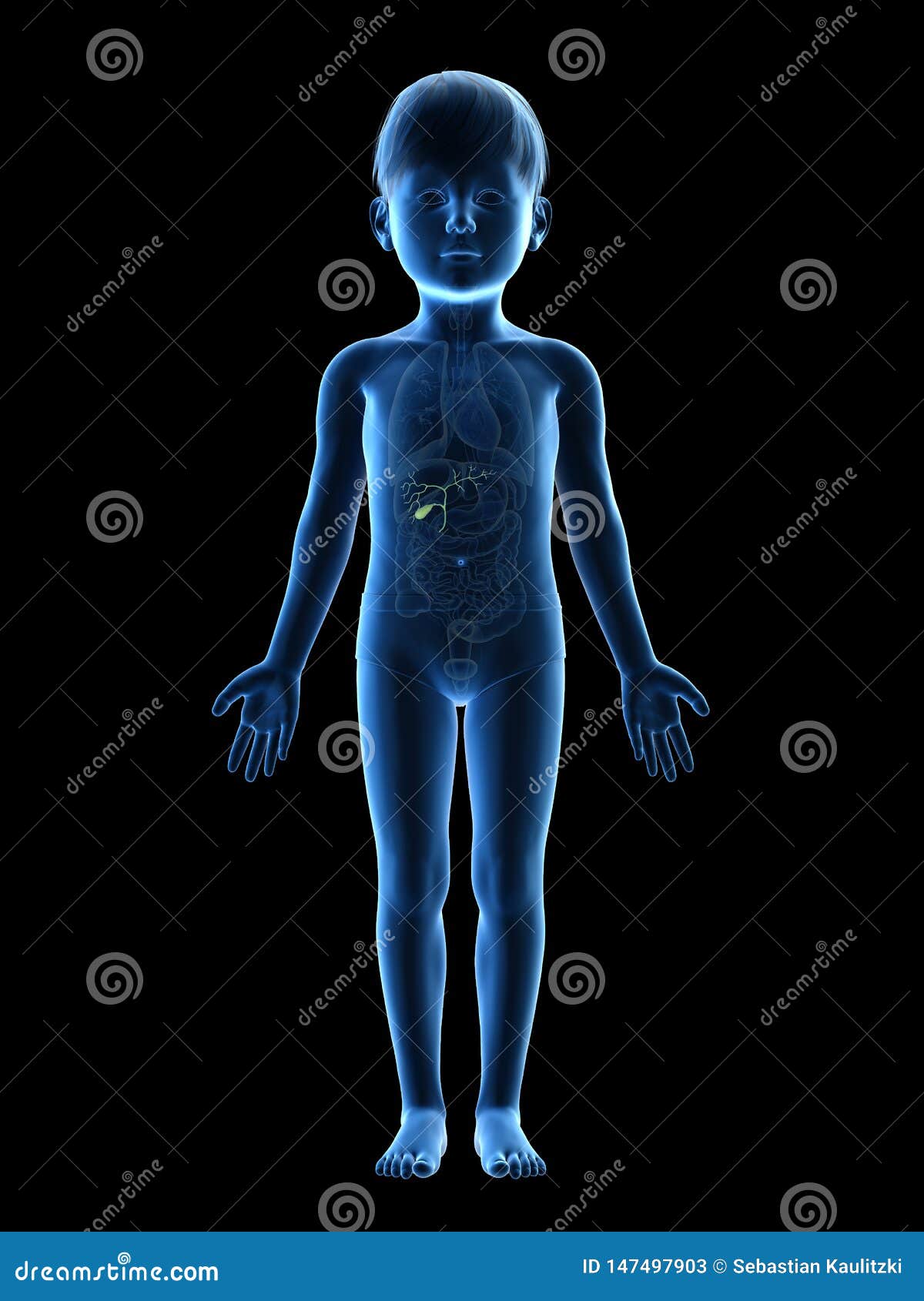A childs gallbladder stock illustration. Illustration of biology ...