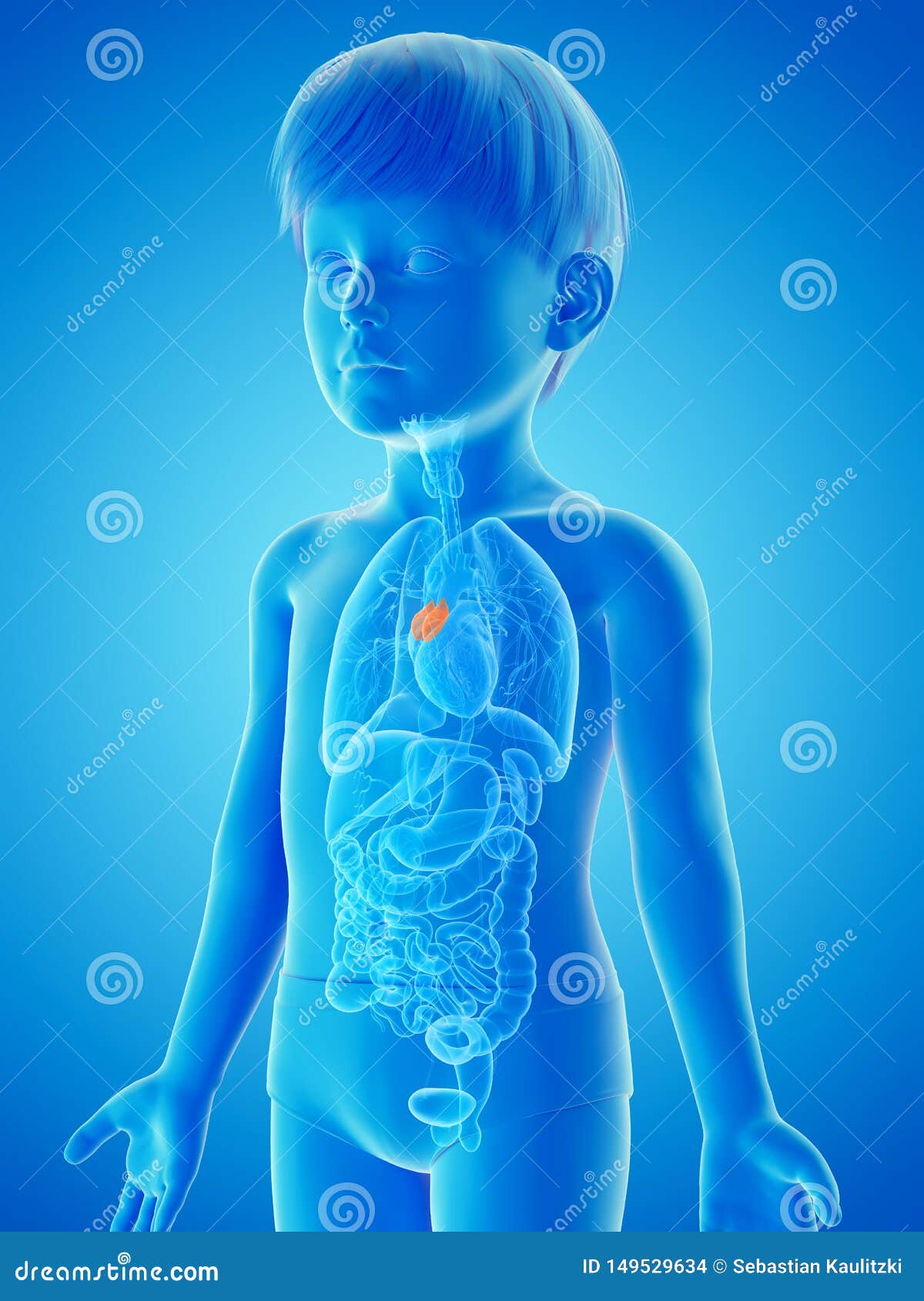 Thymus Gland Of Endocrine System Medical Science Vector Illustration
