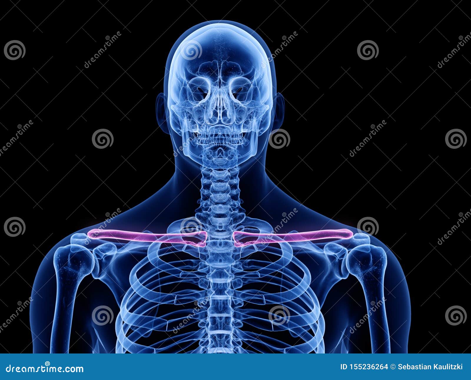 The clavicle bone stock illustration. Illustration of skeleton - 155236264