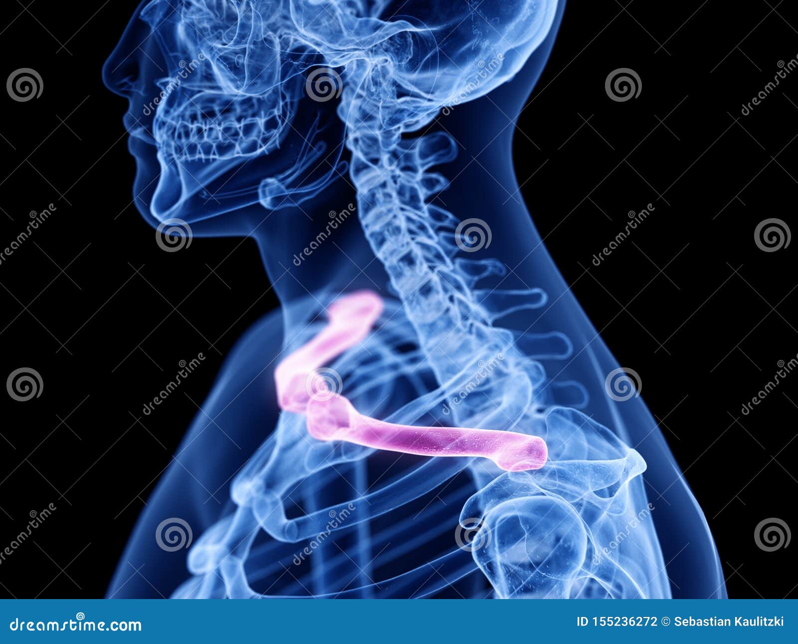The clavicle bone stock illustration. Illustration of science - 155236272