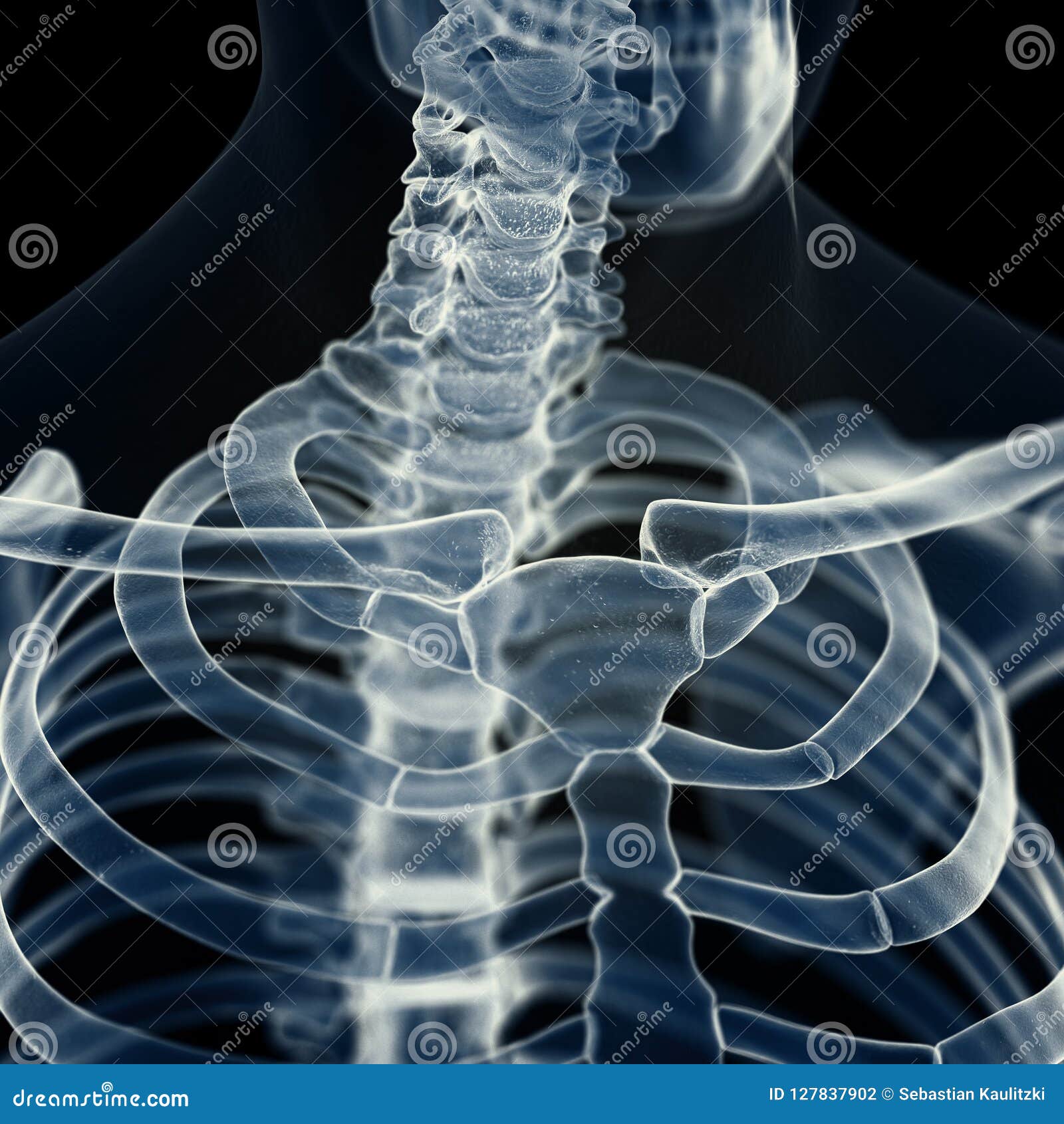 The clavicle stock illustration. Illustration of rendering - 127837902
