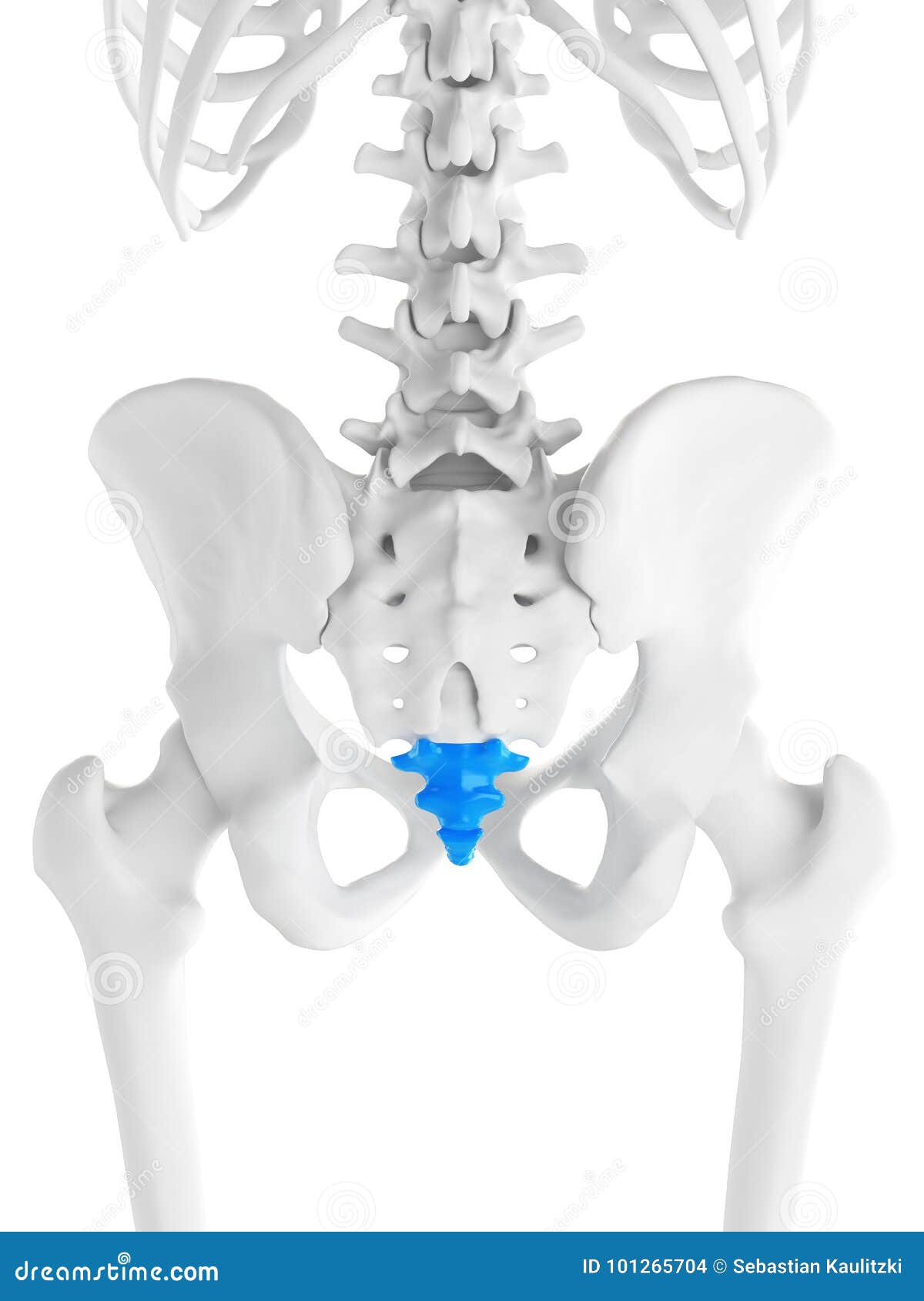 Coccyx Stock Illustrations – 536 Coccyx Stock Illustrations, Vectors ...
