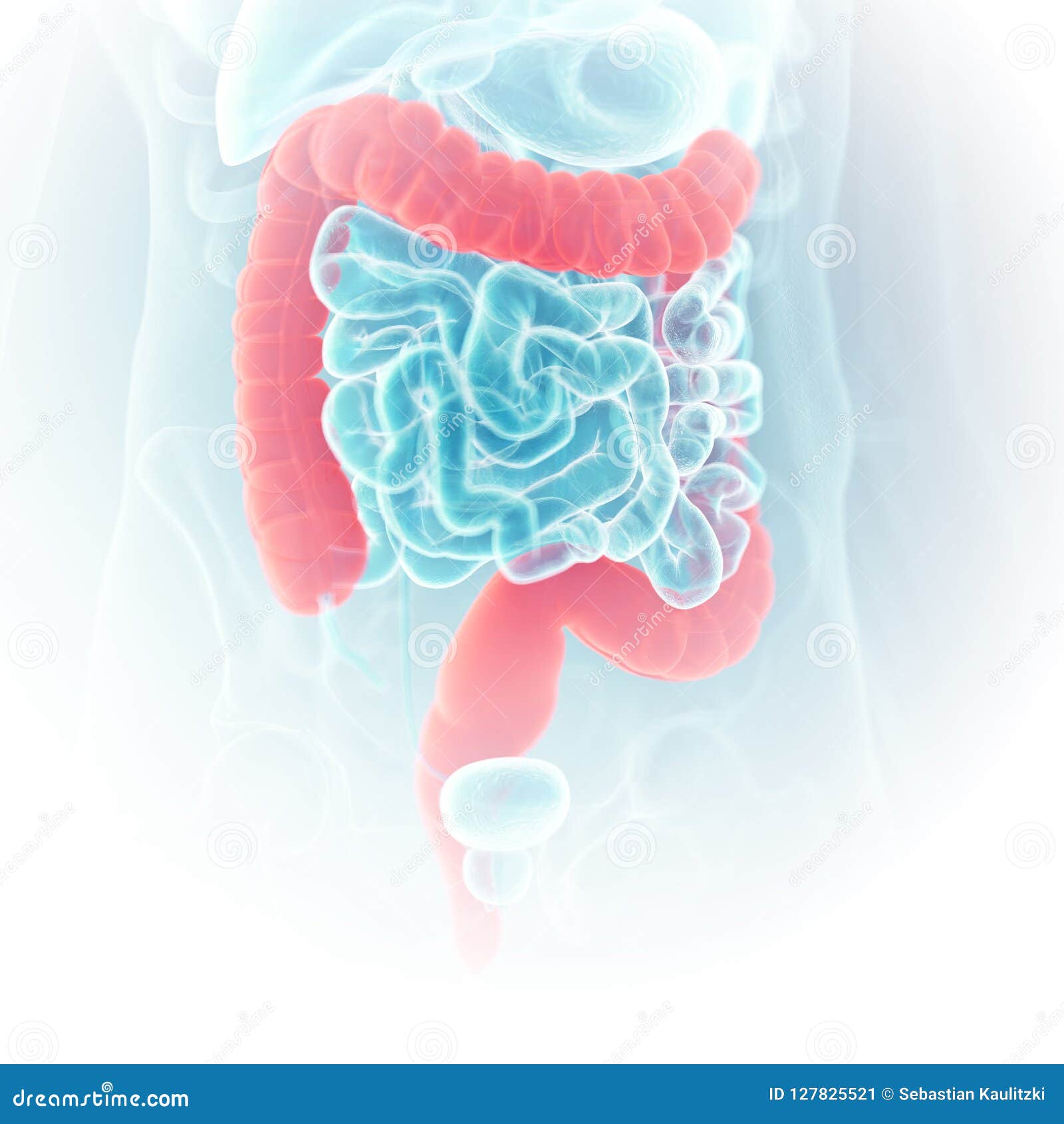 The colon stock illustration. Illustration of graphic - 127825521