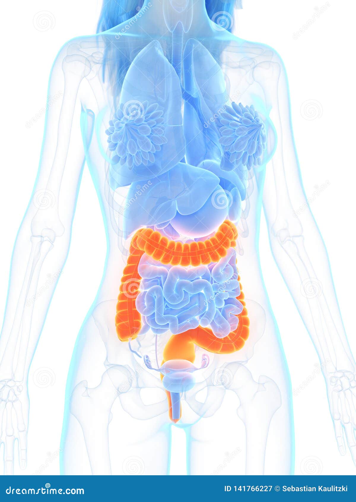 The colon stock illustration. Illustration of ascending - 141766227