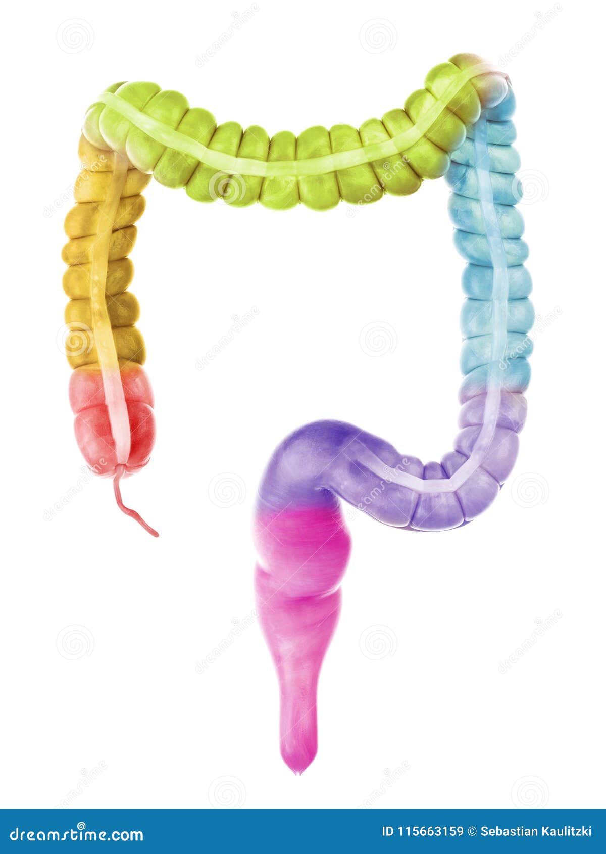 The colon sections stock illustration. Illustration of large - 115663159