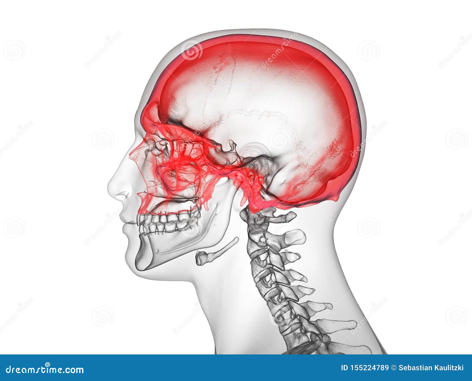 Cranium Cartoons, Illustrations & Vector Stock Images - 3212 Pictures ...