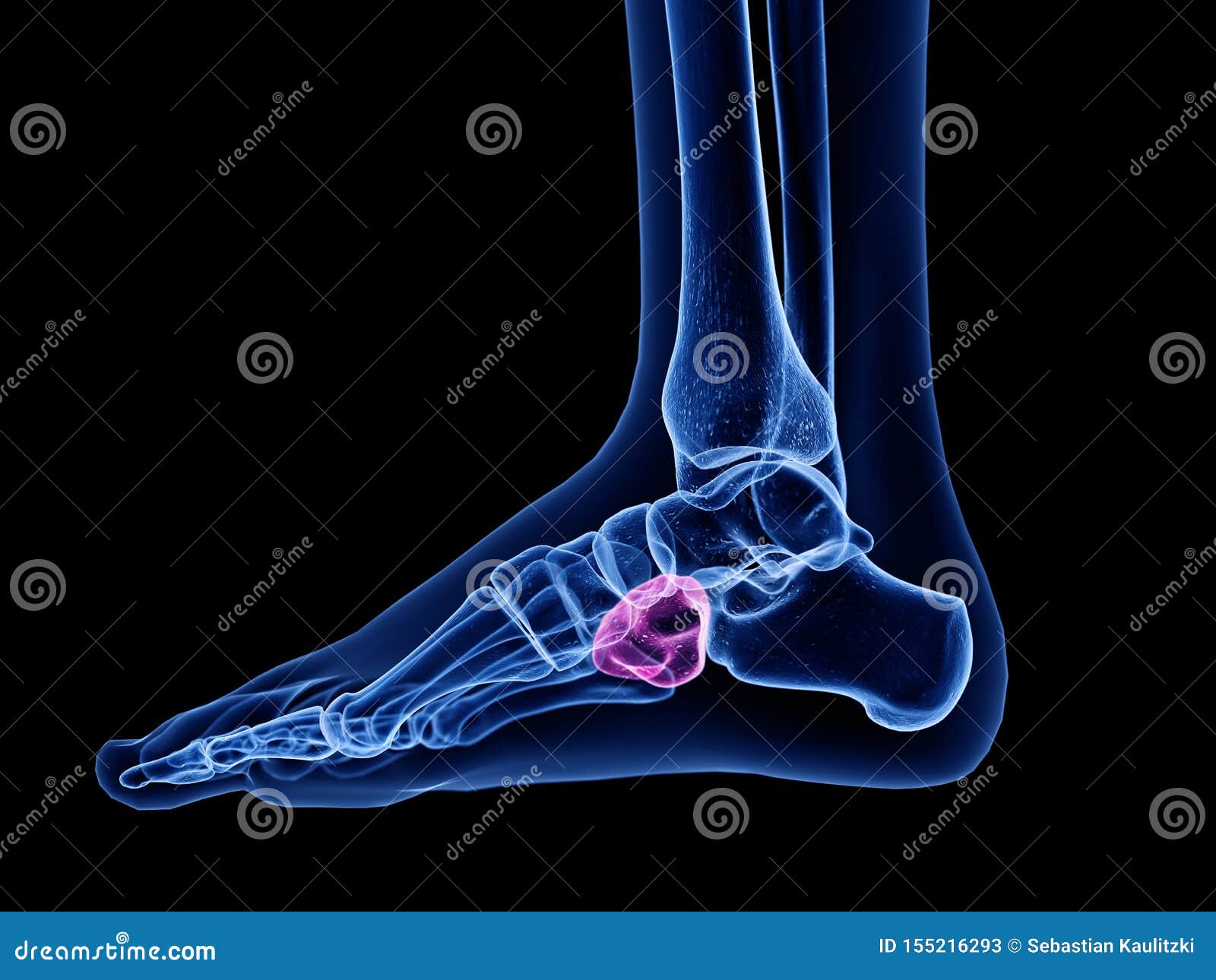 The cuboid bone stock illustration. Illustration of graphic - 155216293