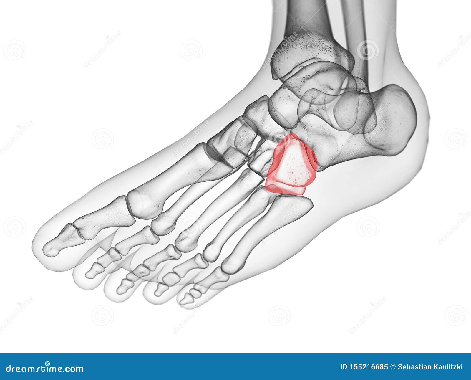The cuboid bone stock illustration. Illustration of biology - 155216685