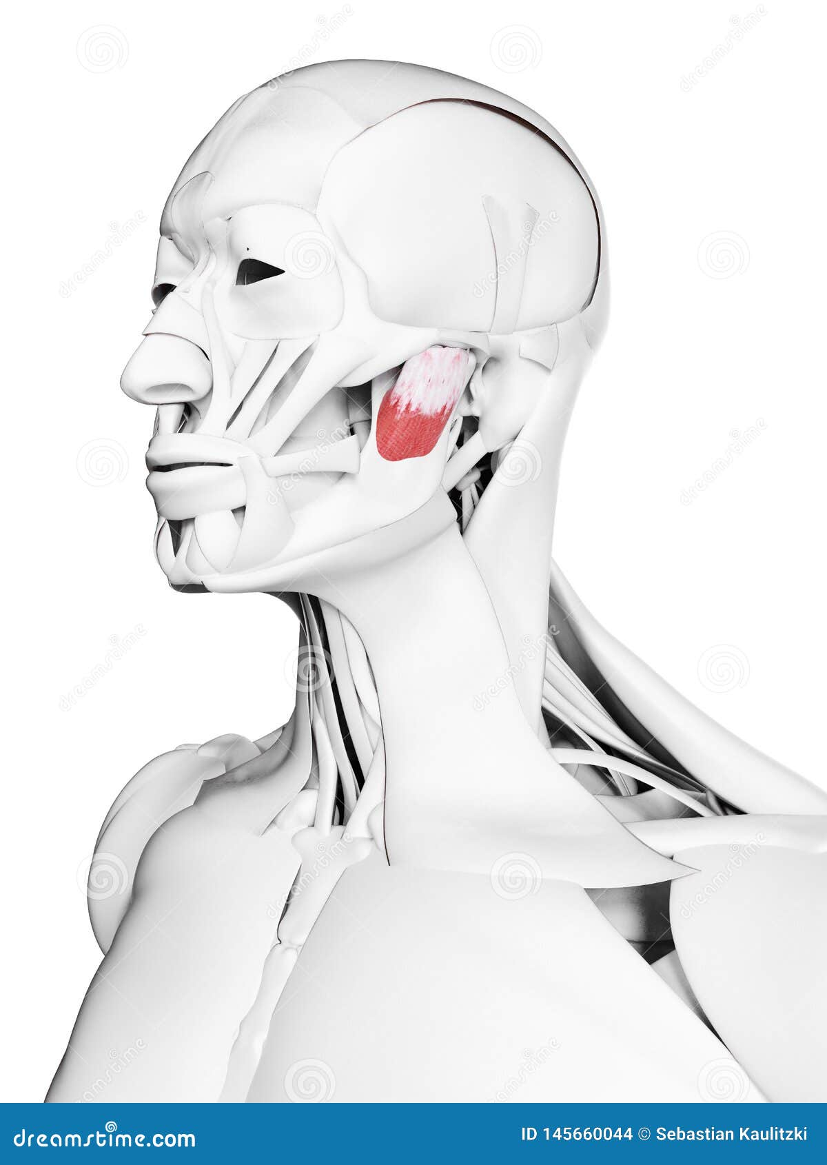 The deep masseter stock illustration. Illustration of isolated - 145660044