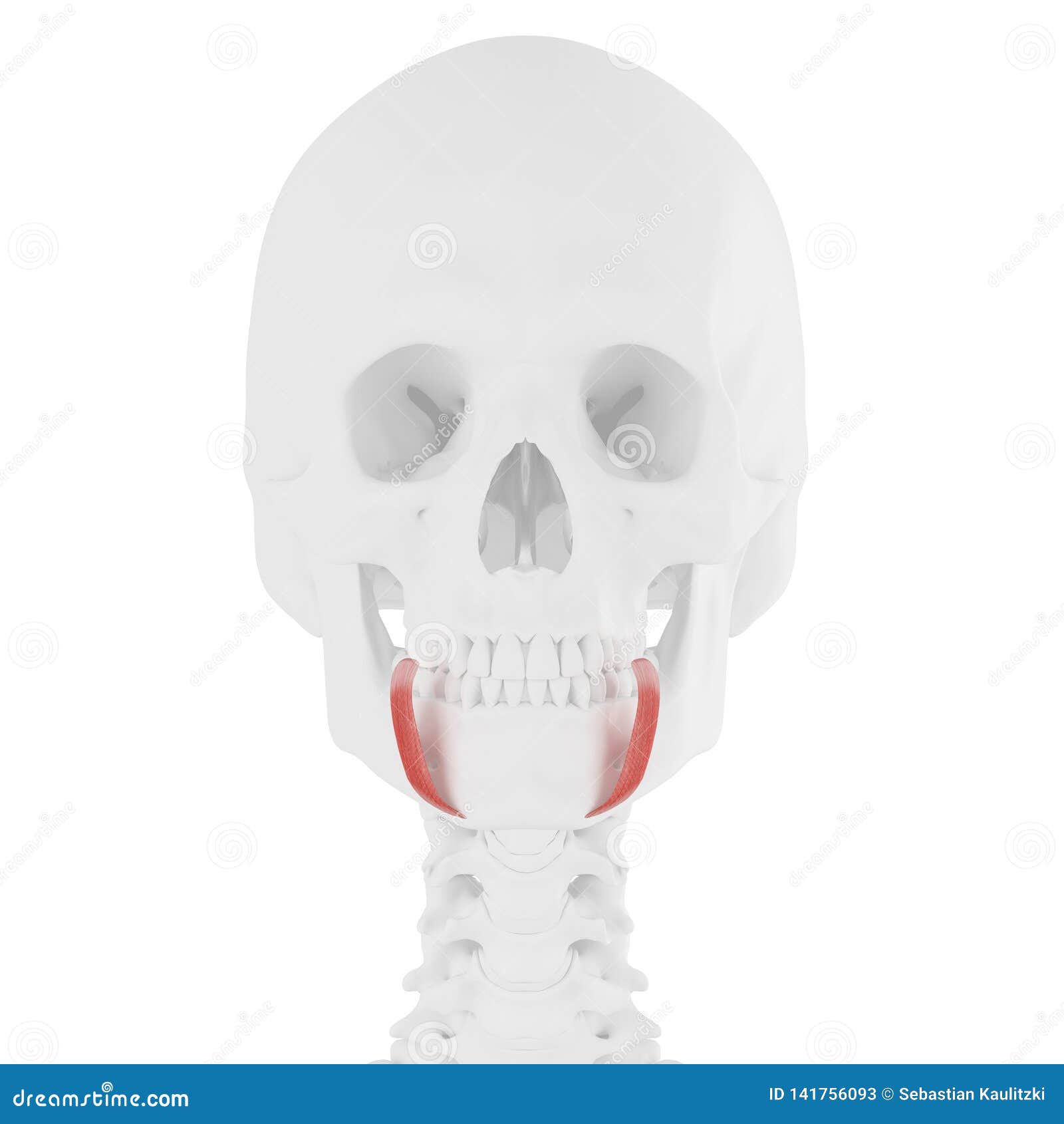 The Depressor Anguli Oris stock illustration. Illustration of healthy ...