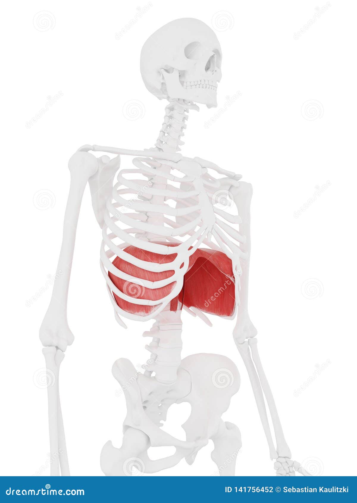 The Diaphragm stock illustration. Illustration of skeletal - 141756452