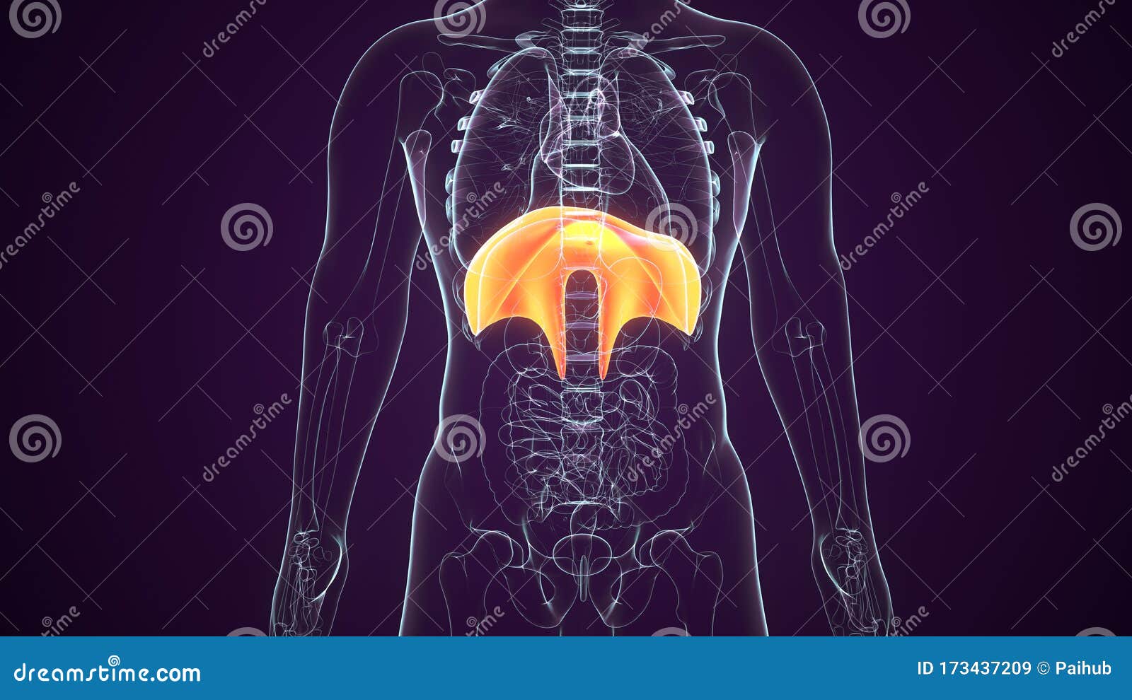 3d Rendered Medically Accurate Illustration of the Diaphragm Stock ...