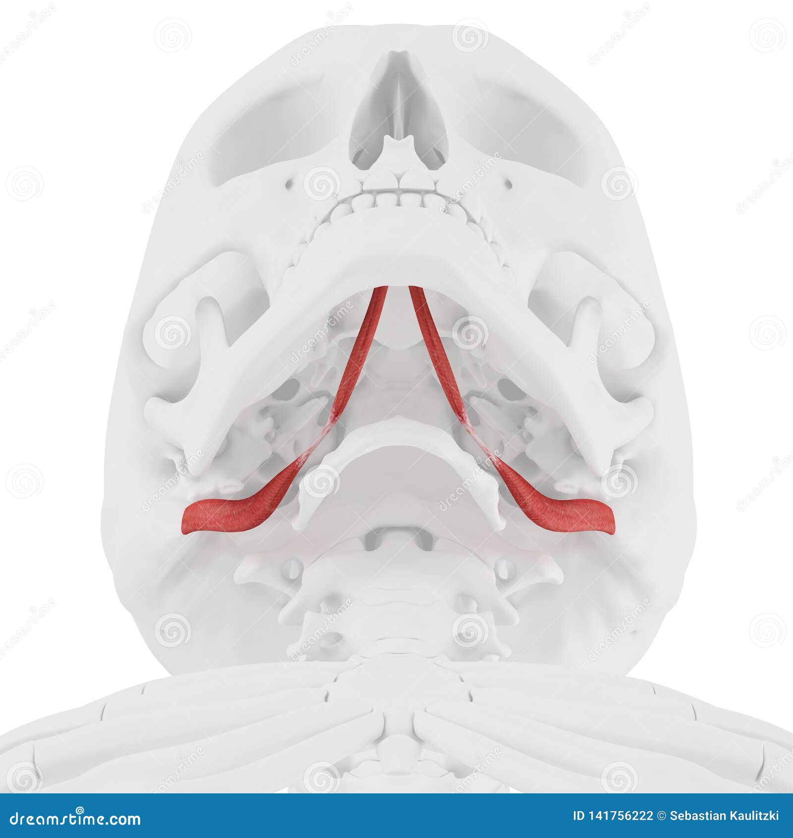 The Digastric stock illustration. Illustration of medical - 141756222