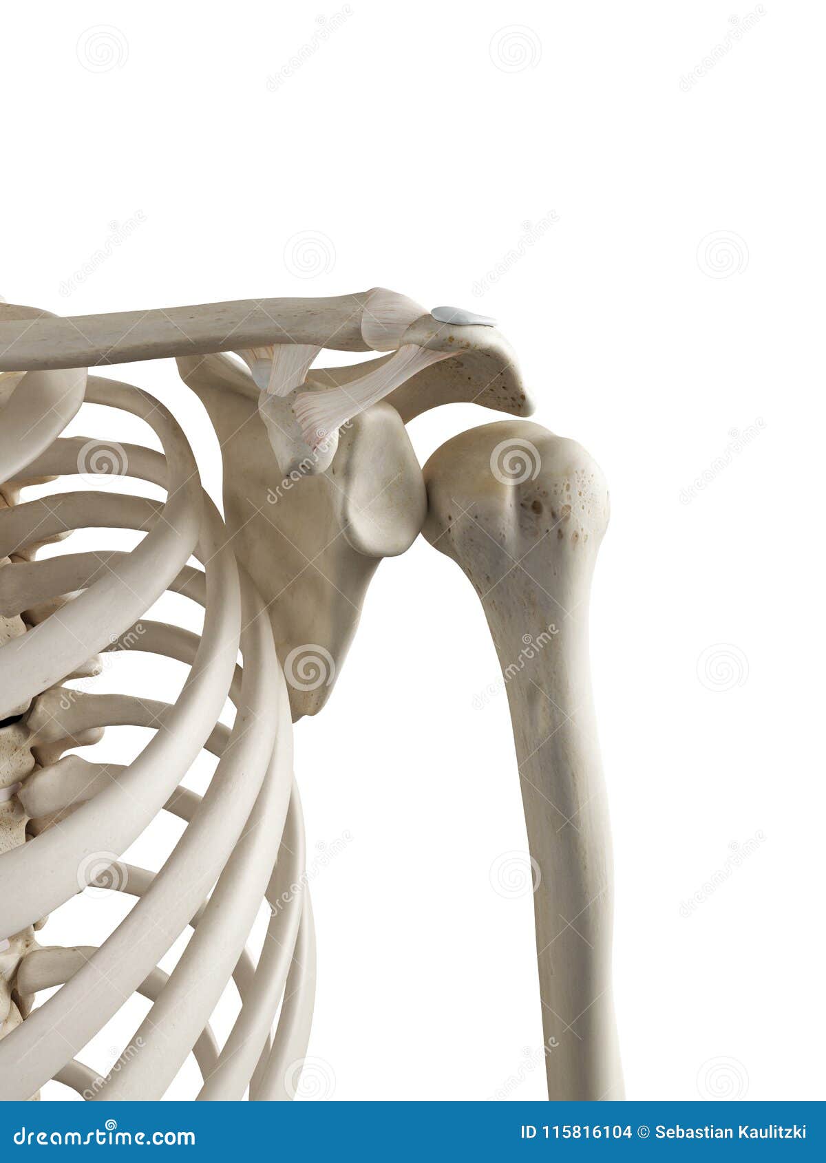 A dislocated shoulder stock illustration. Illustration of rendered ...