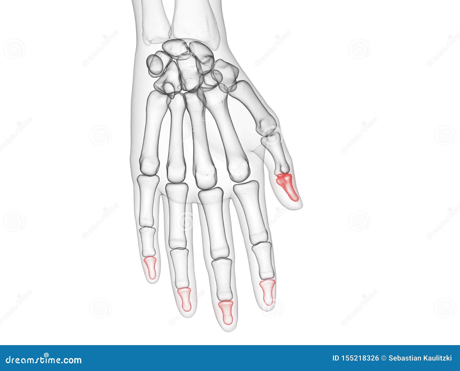 The distal phalanges stock illustration. Illustration of anatomical ...