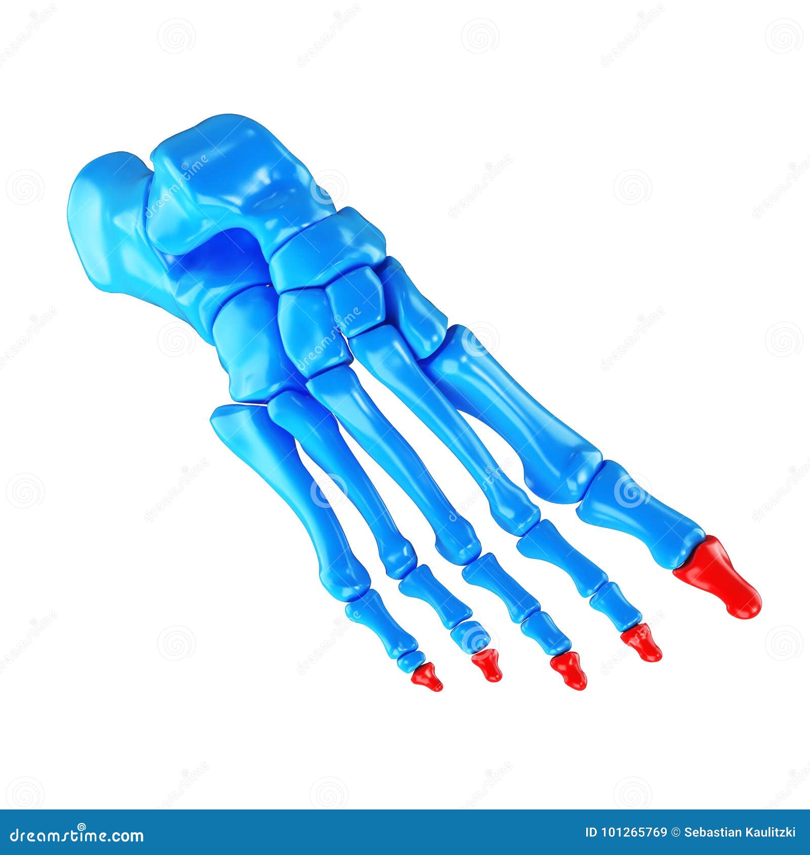 Distal Phalanx Bones In Red Color With Body 3D Rendering Illustration ...