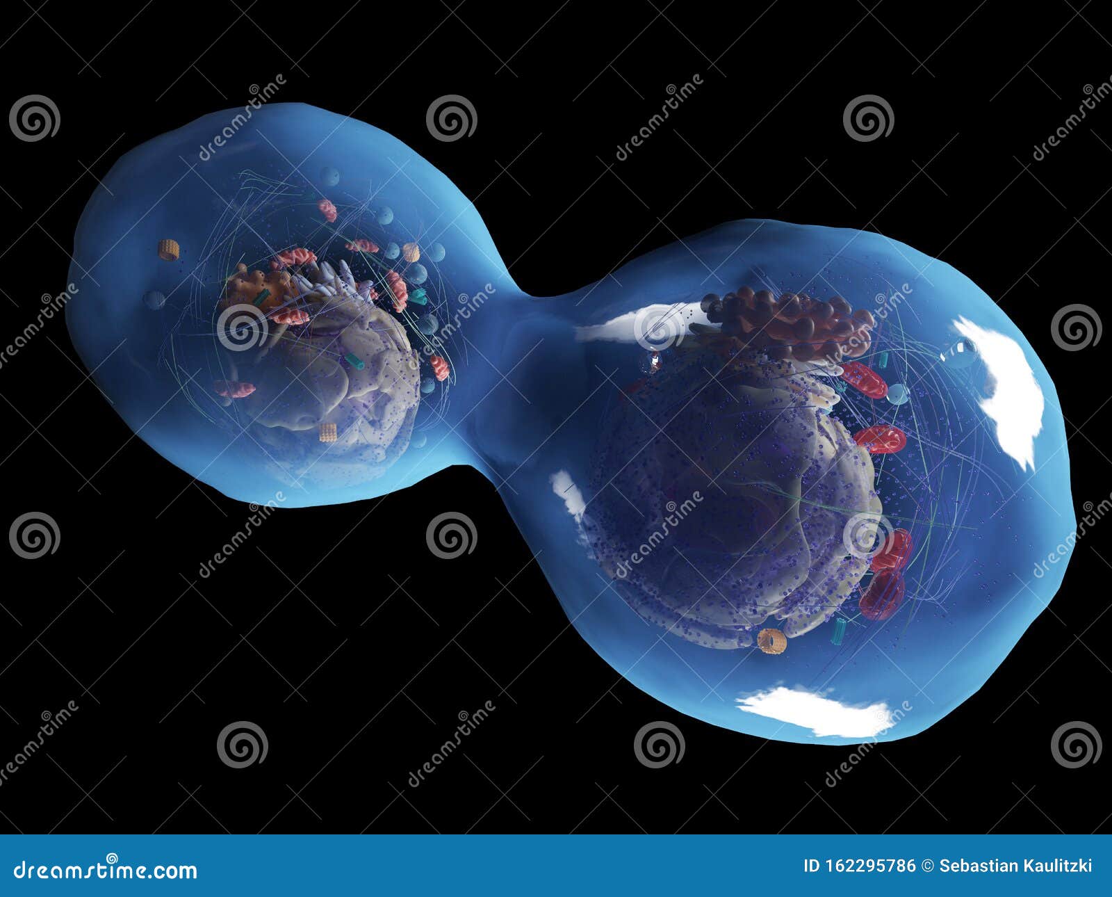 A dividing human cell stock illustration. Illustration of medical ...