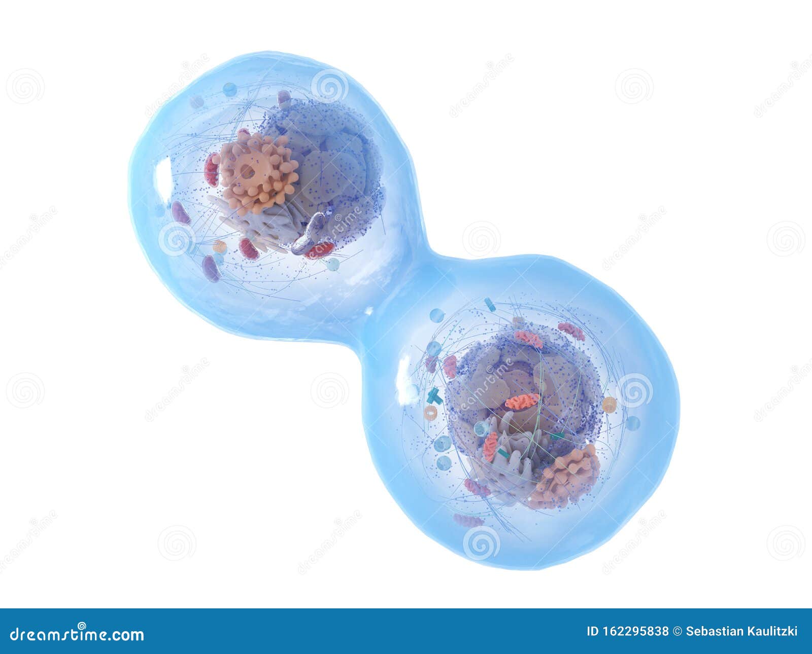 A Dividing Human Cell Stock Illustration | CartoonDealer.com #162295846