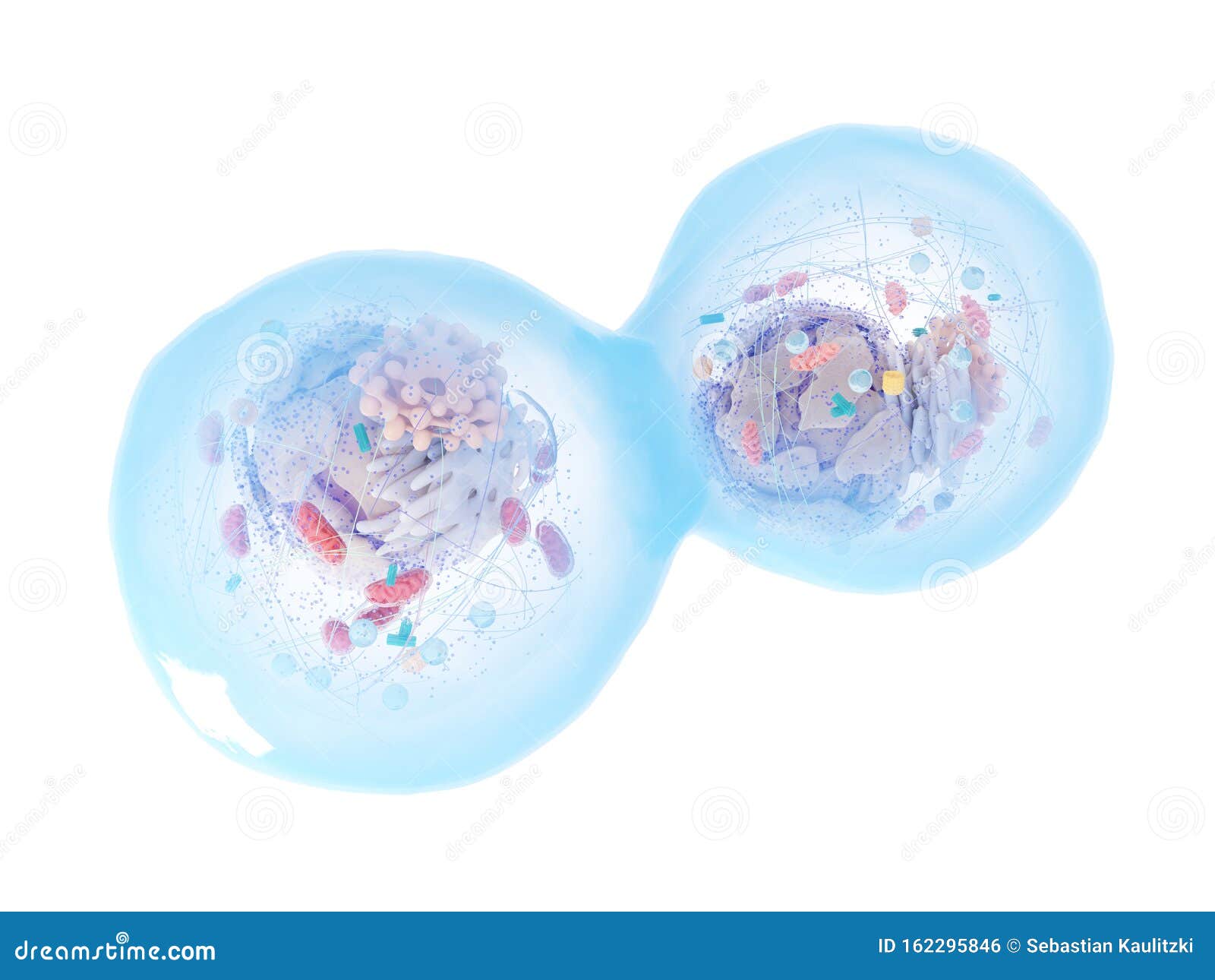 A dividing human cell stock illustration. Illustration of graphic ...