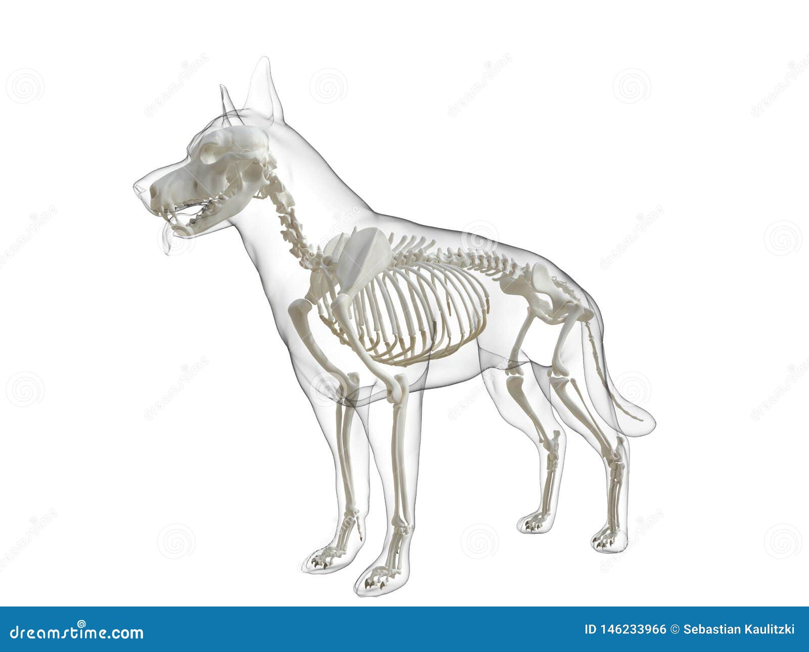 A dog skeleton stock illustration. Illustration of zoology - 146233966