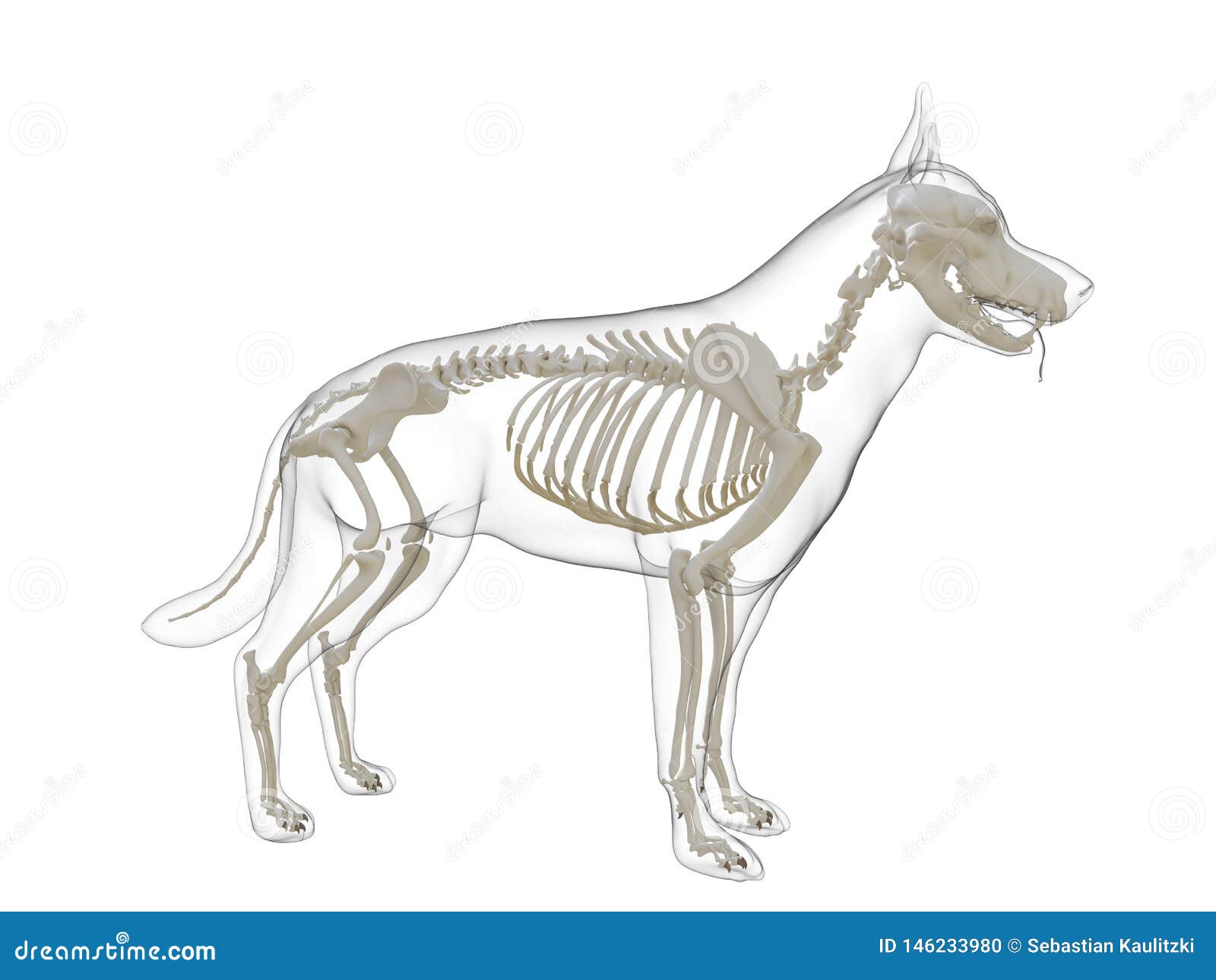 Dog Skeleton - Canis Lupus Familiaris Anatomy - Perspective View ...