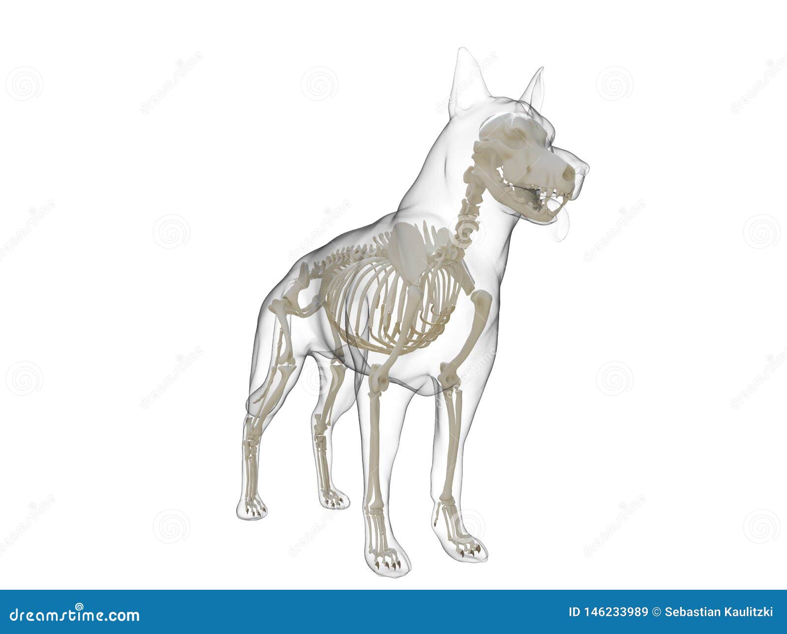 A dog skeleton stock illustration. Illustration of skeletal - 146233989
