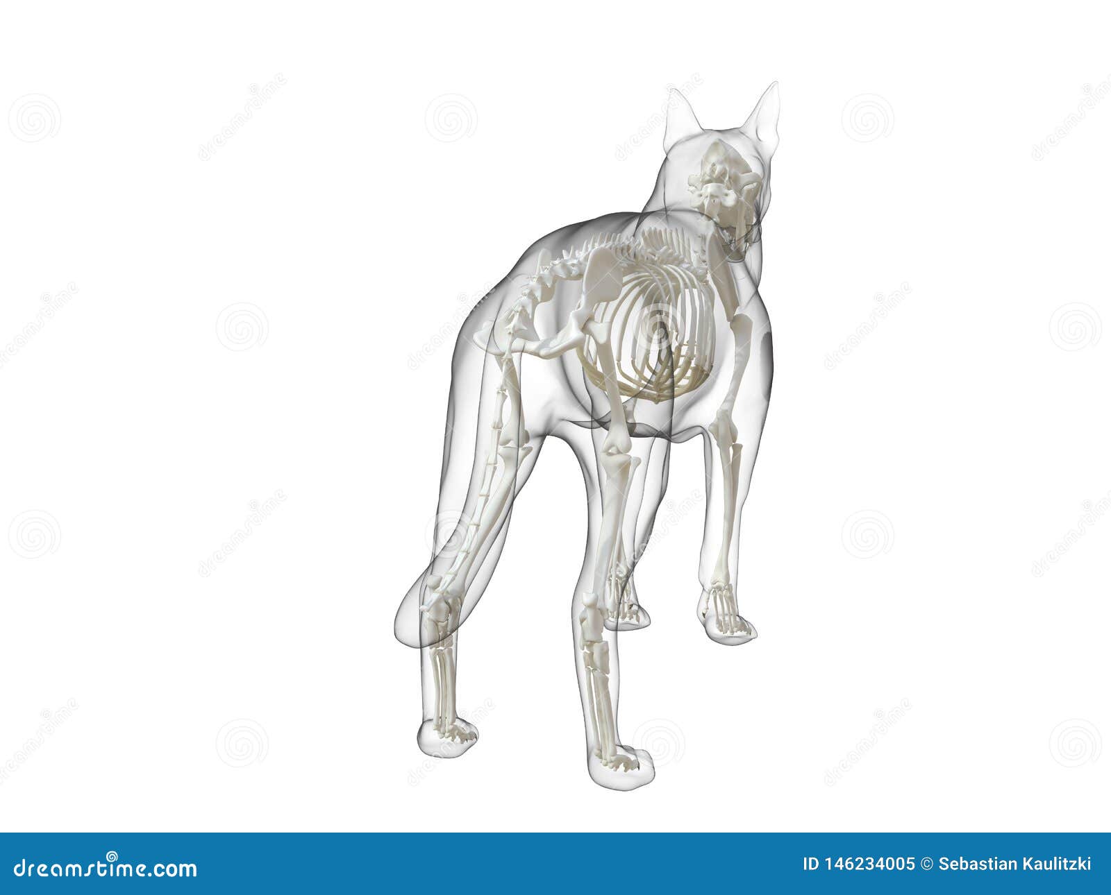 Dog Skeleton - Canis Lupus Familiaris Anatomy - Perspective View ...