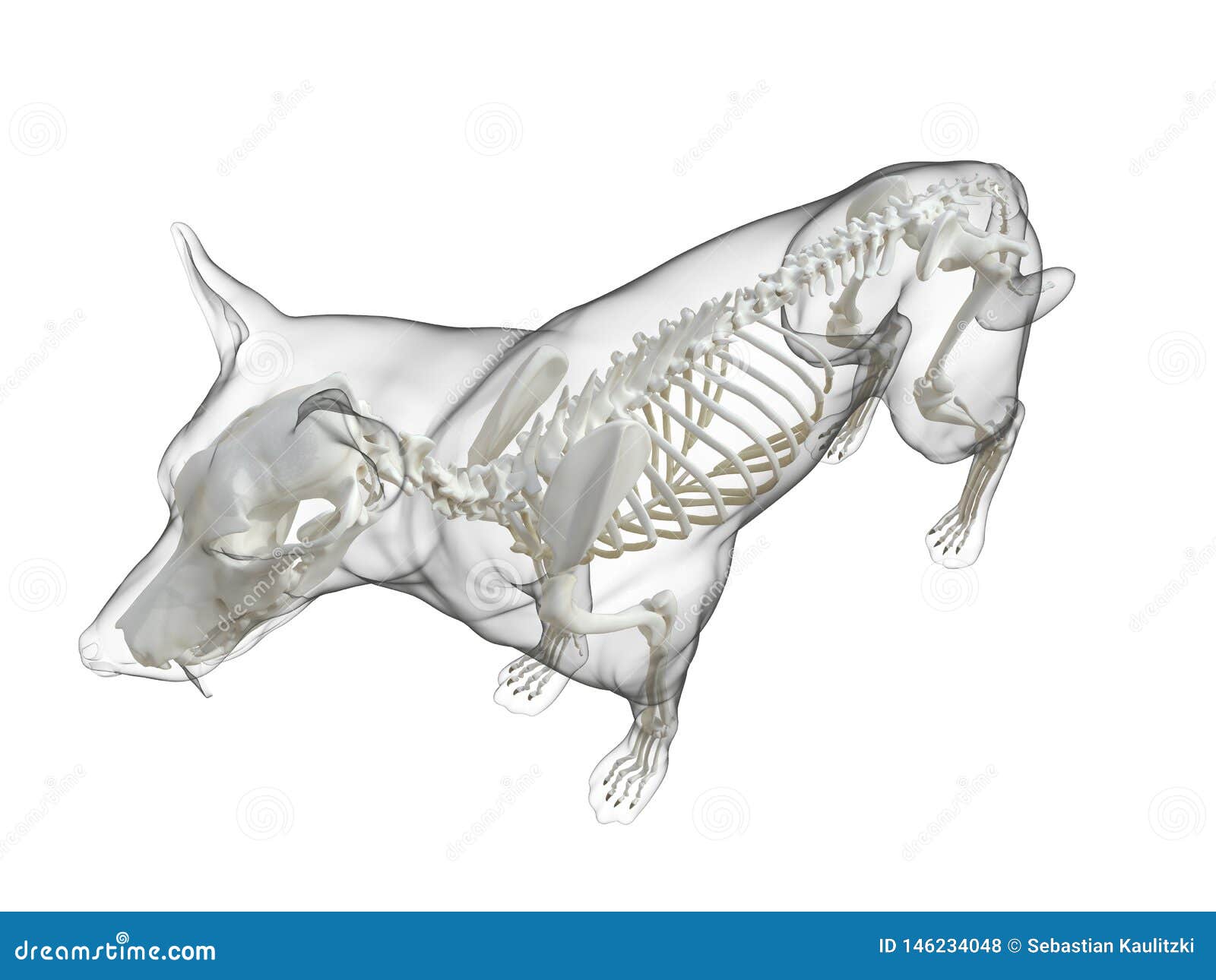 A dog skeleton stock illustration. Illustration of science - 146234048