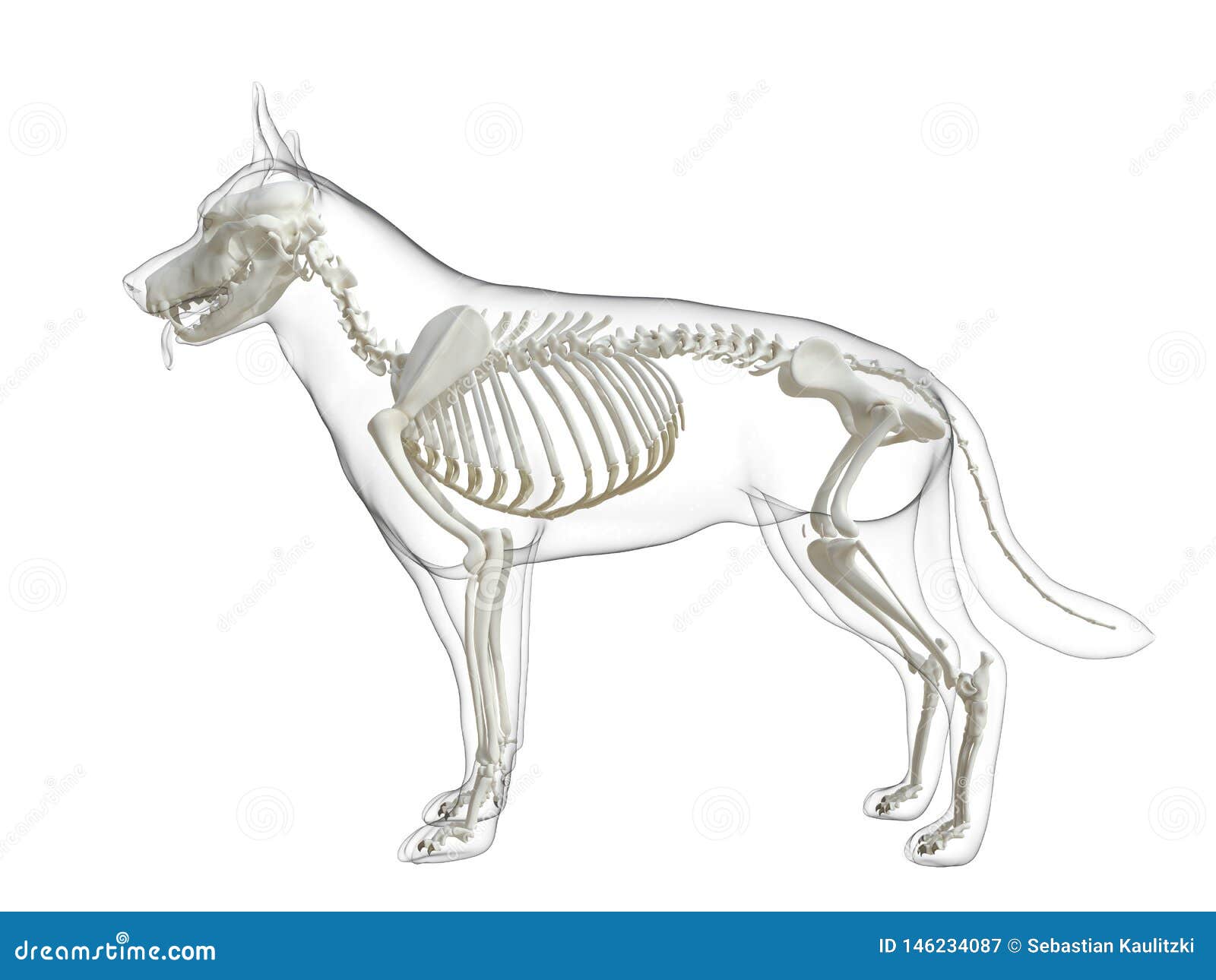 Dog Skeleton Stock Illustrations – 1,491 Dog Skeleton Stock ...