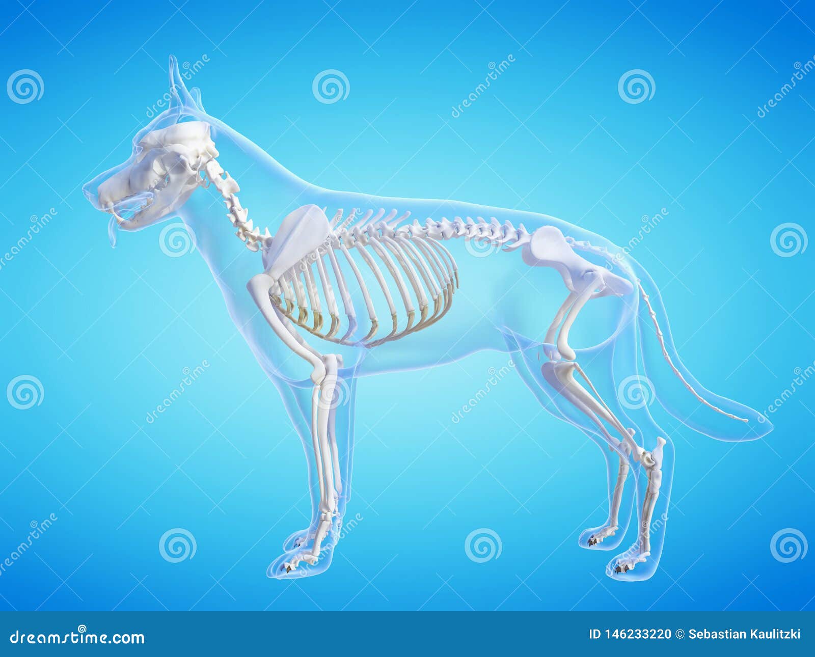 The dogs skeletal system stock illustration. Illustration of veterinary ...