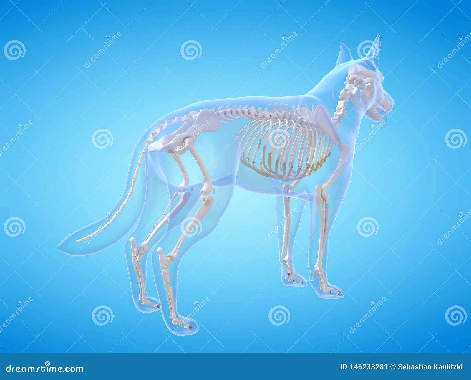 The Dogs Skeletal System Royalty-Free Cartoon | CartoonDealer.com ...