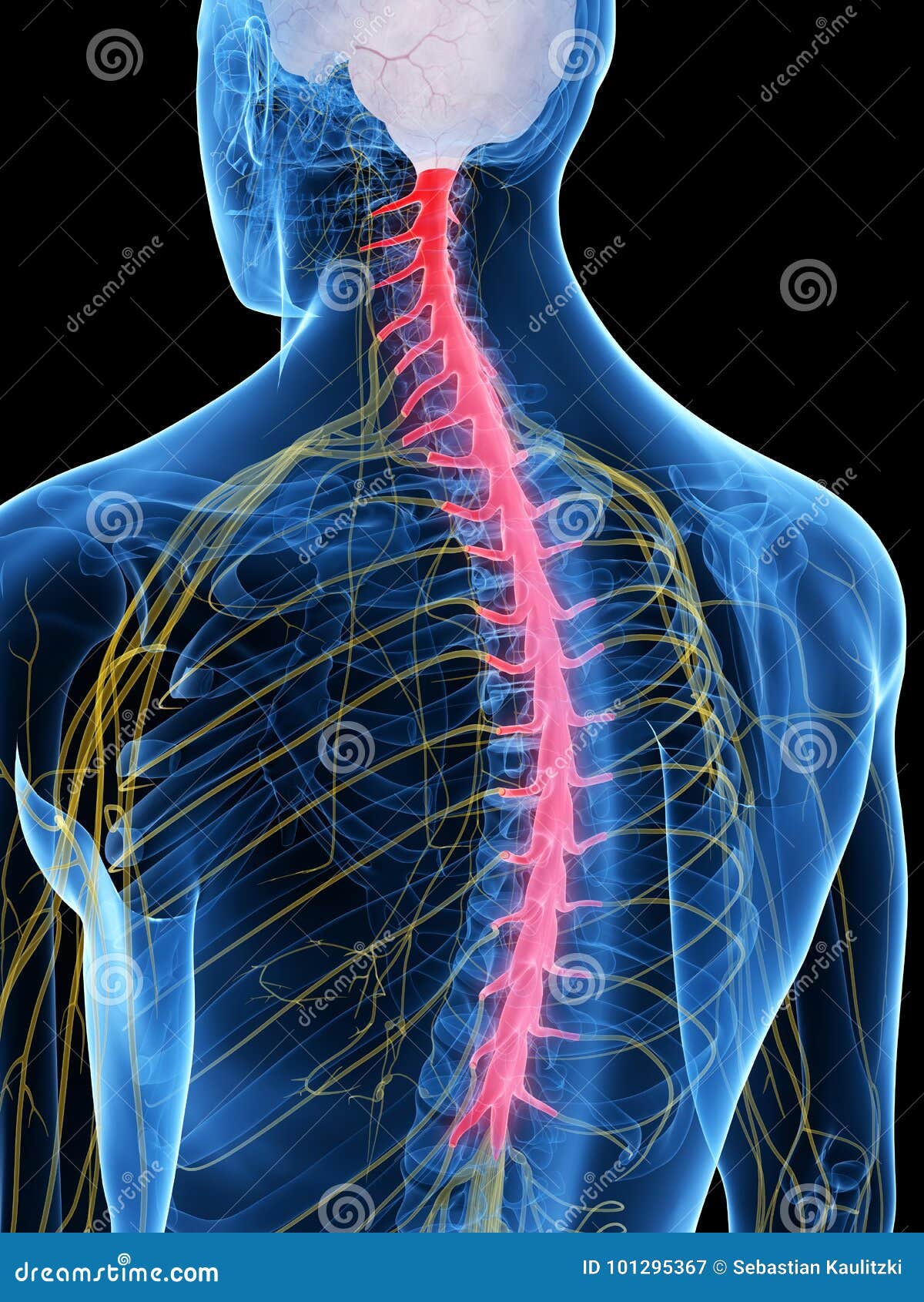 The Dura Matter stock illustration. Illustration of biology - 101295367